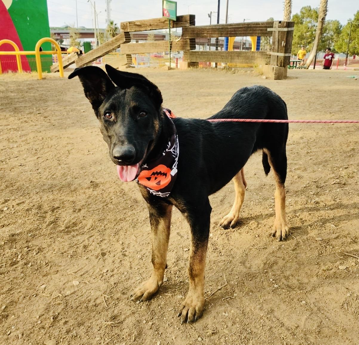 Dog for adoption - Umi, a German Shepherd Dog Mix in Worcester, MA | Petfinder