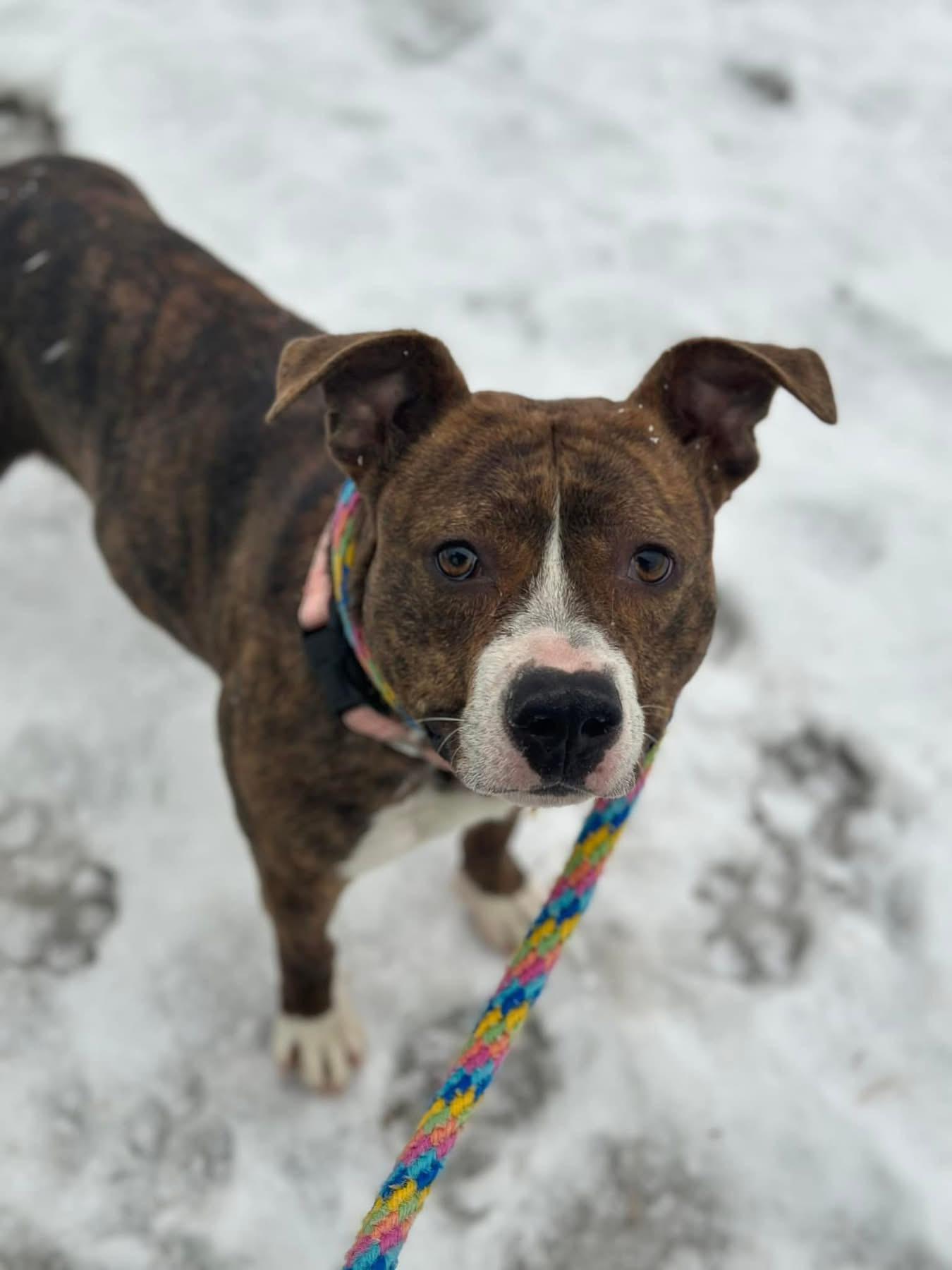 Dog for adoption - Zadie, a Terrier & Pit Bull Terrier Mix in Cleveland ...