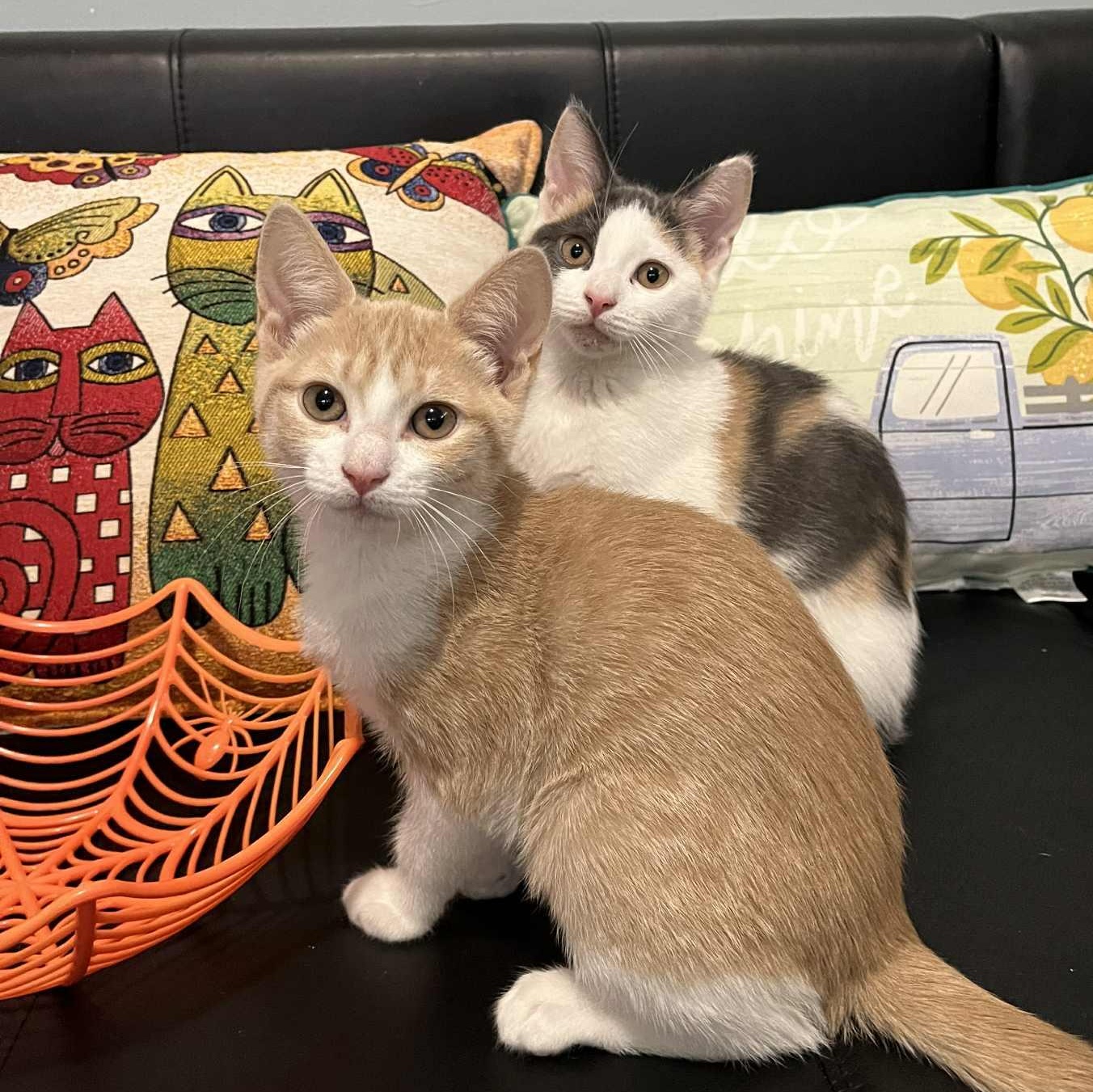 Cat for adoption - Cauliflower and Corn - Cuddly sisters, a Domestic ...