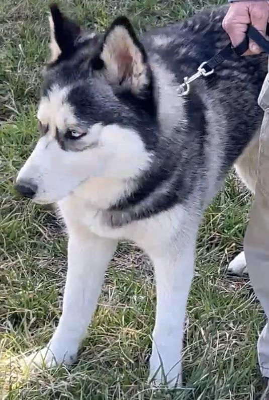 Dog for adoption - Trace, a Siberian Husky in Chalfont, PA | Petfinder