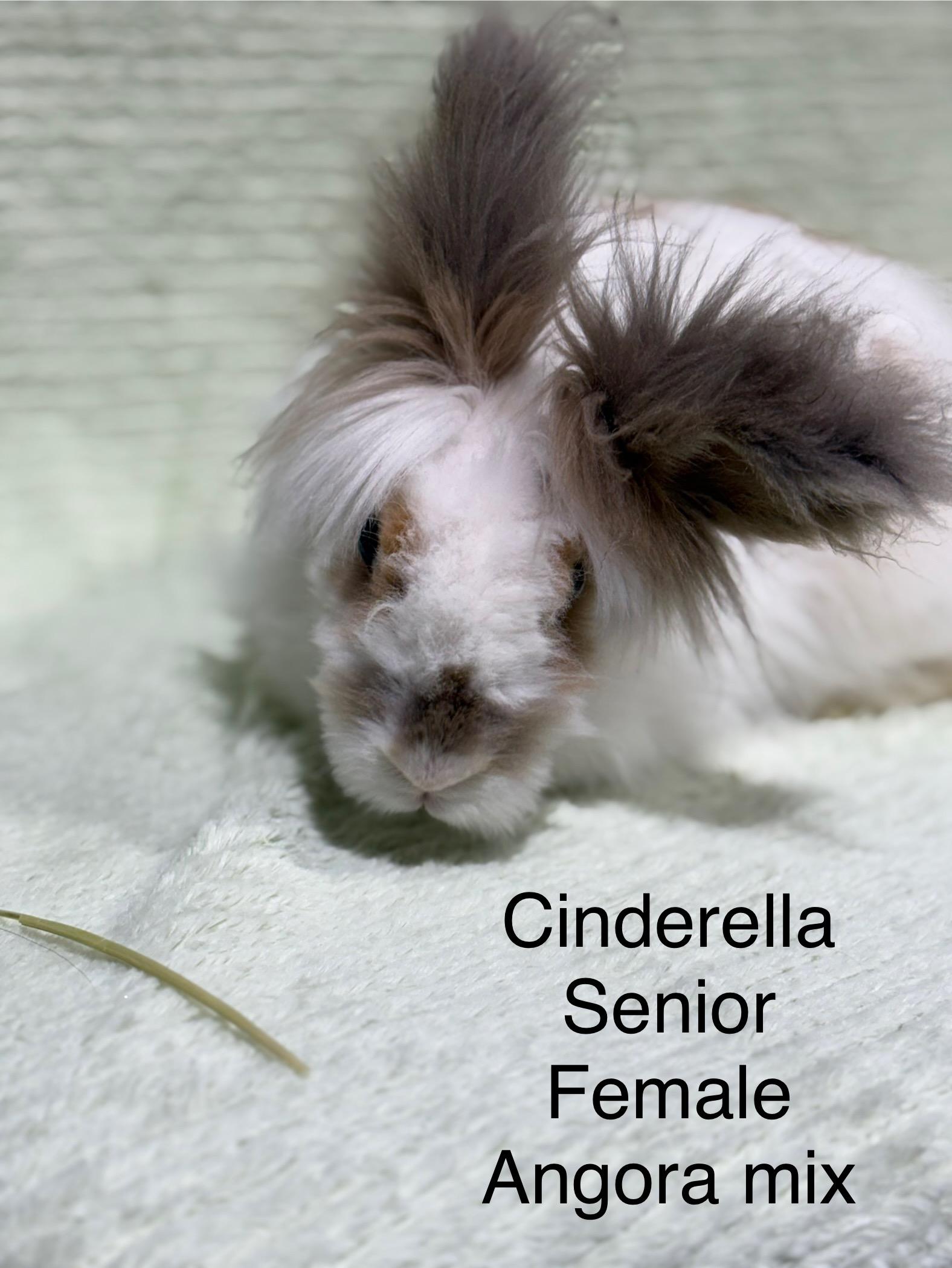 Rabbit for adoption - Cinderella, an Angora Rabbit & Lionhead Mix in ...