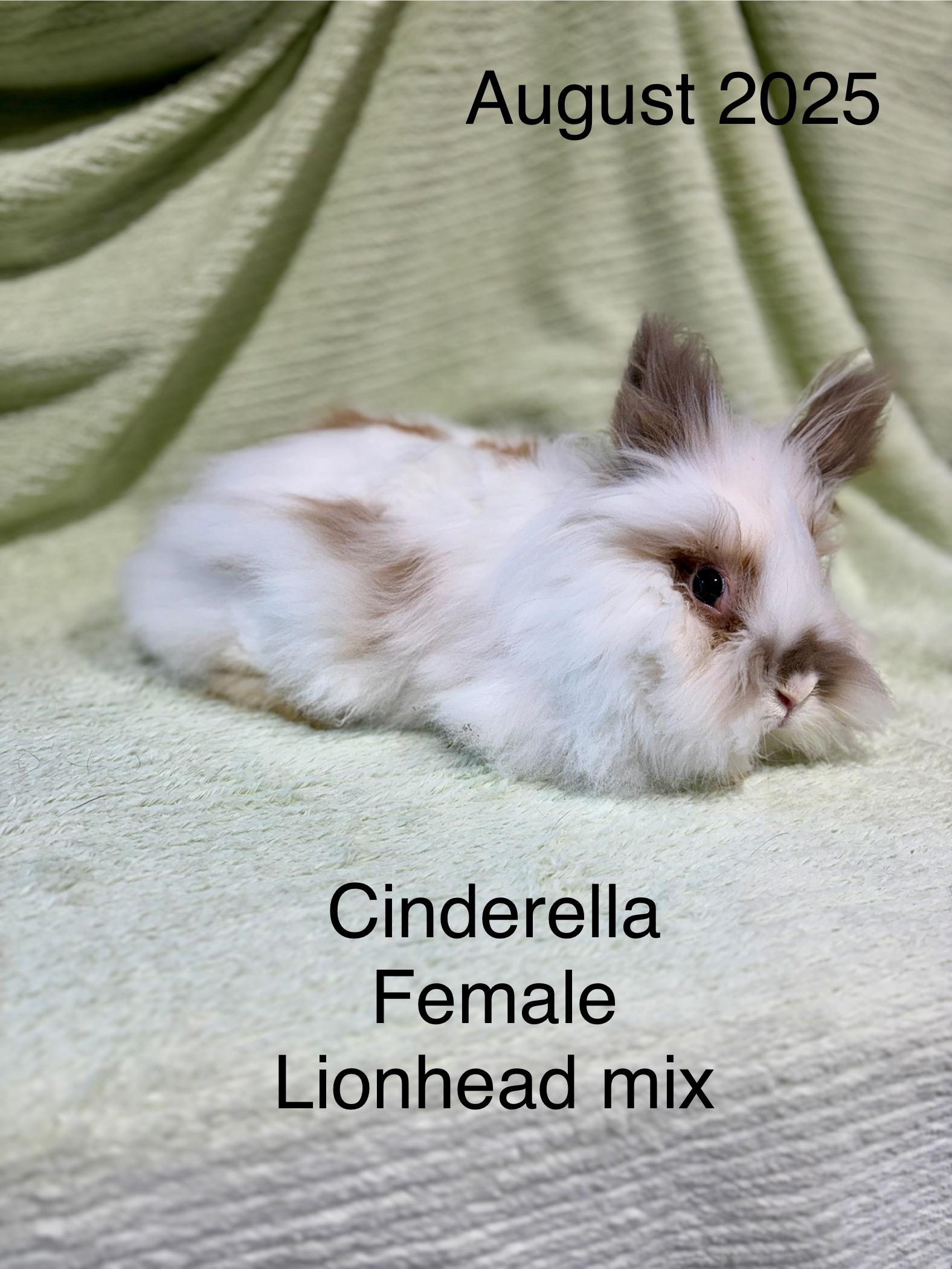 Rabbit for adoption - Cinderella, an Angora Rabbit & Lionhead Mix in ...