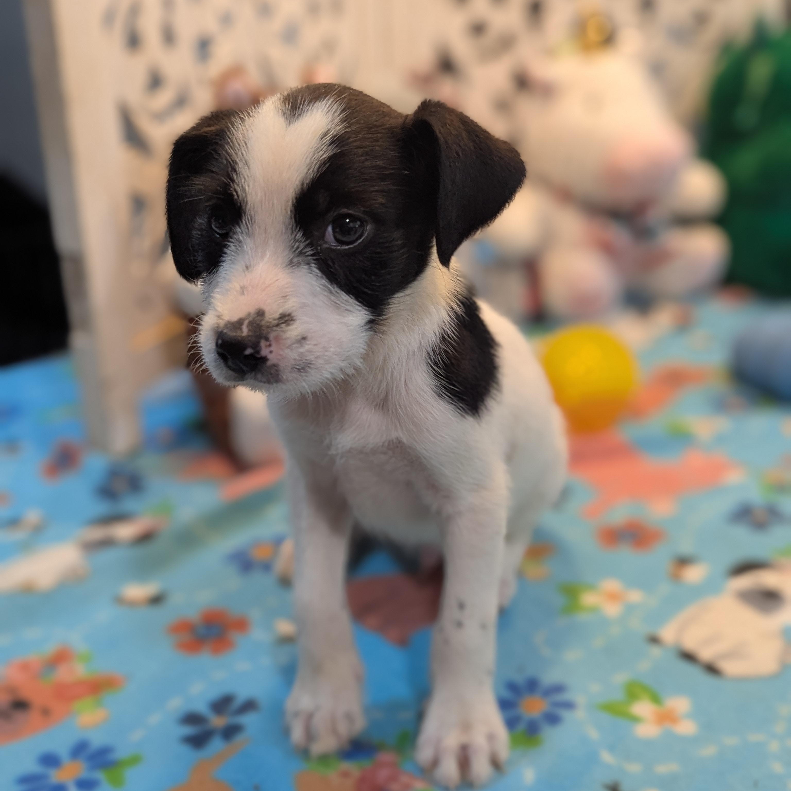 Dog for adoption - Ditto, a Rat Terrier & Chihuahua Mix in Davenport ...