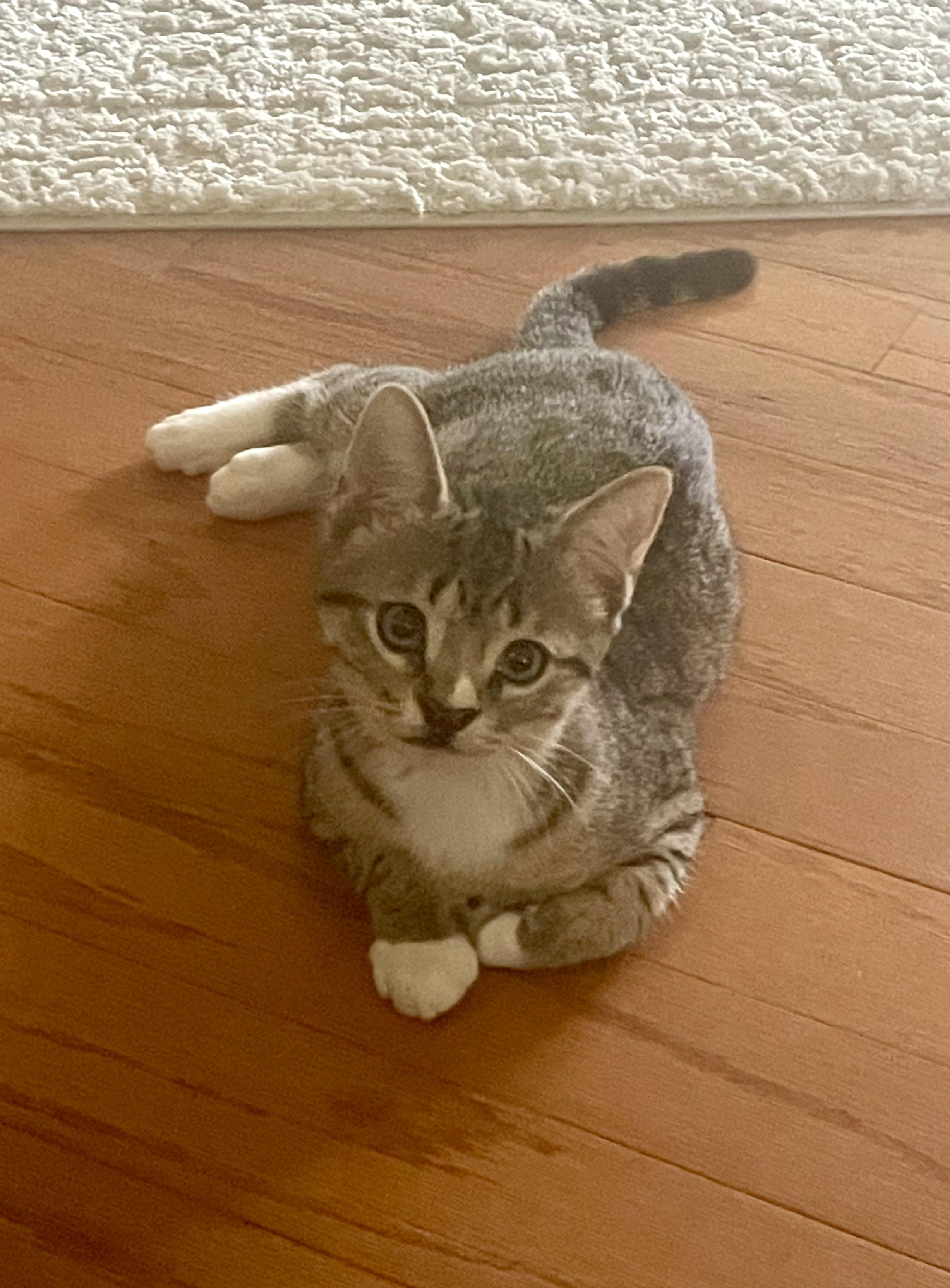 Cat for adoption - Willy, a Domestic Short Hair in Houston, TX | Petfinder