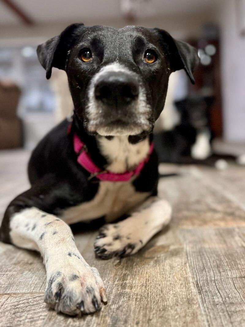 Dog for adoption - Pepper Potts Avenger the Perfect Pup, a Black Labrador Retriever & Pointer ...