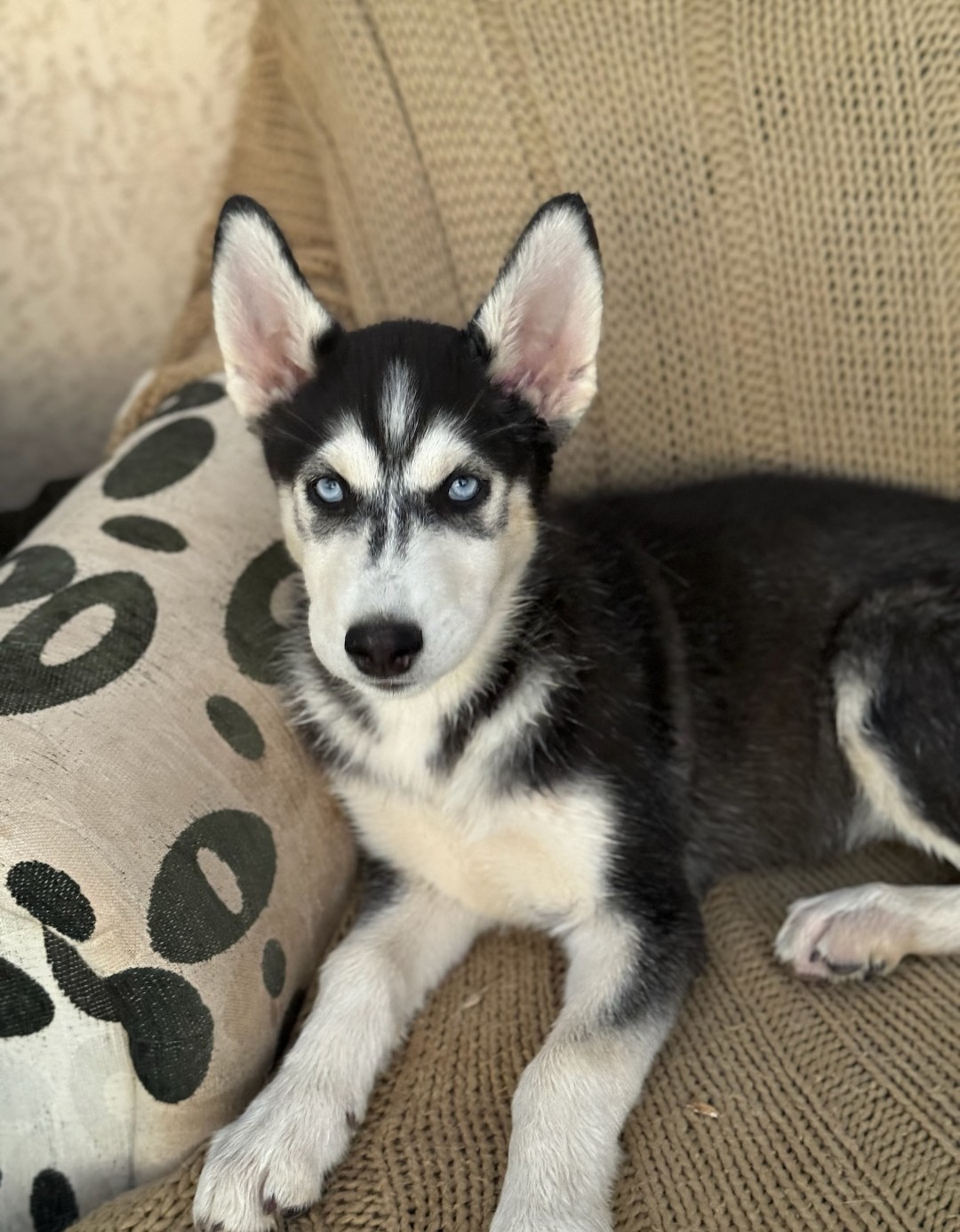 Dog for adoption - Roxy, a Siberian Husky in Hesperia, CA | Petfinder