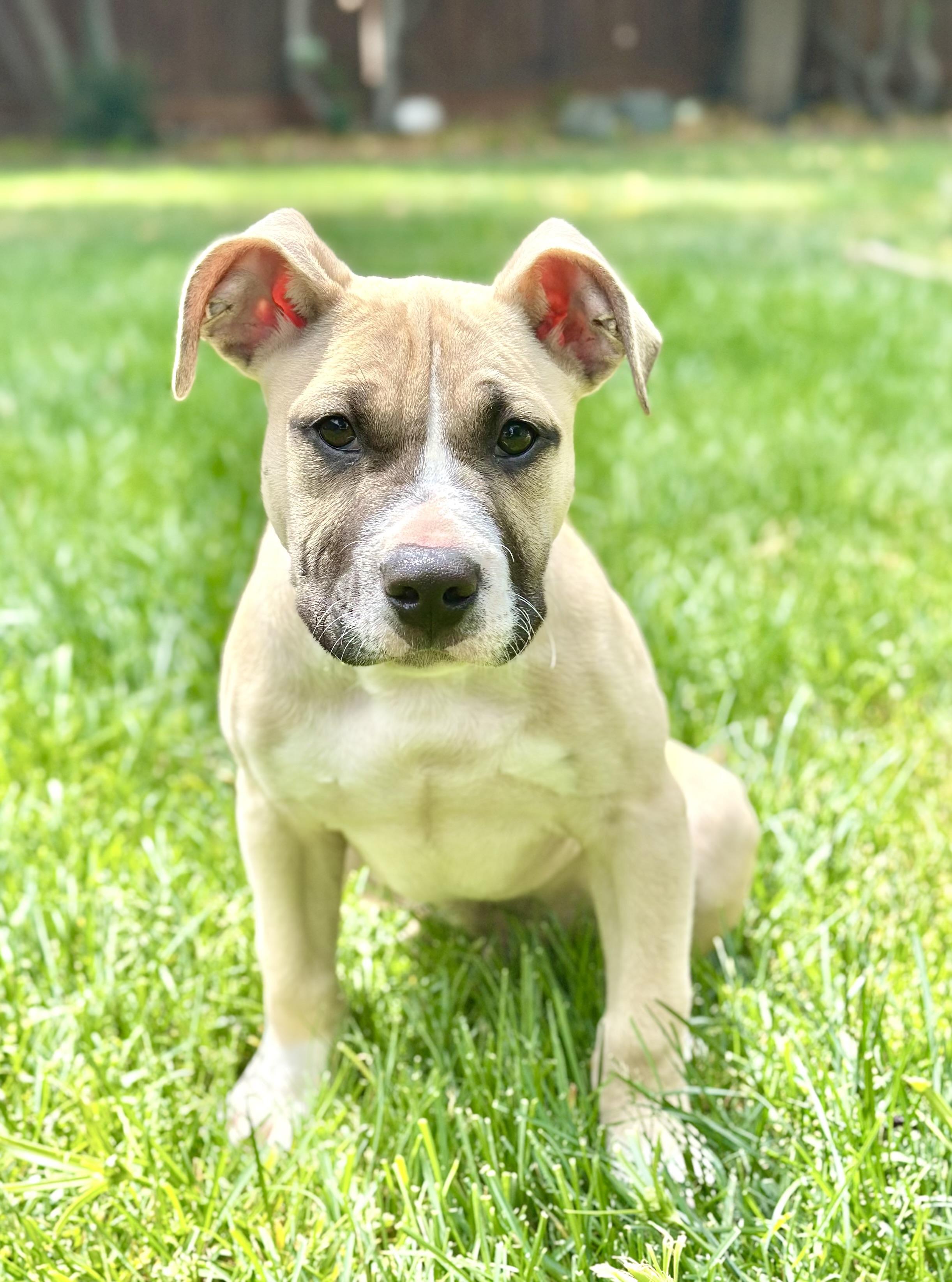 Dog for adoption - Reggie, a Pit Bull Terrier in Berkeley, CA | Petfinder