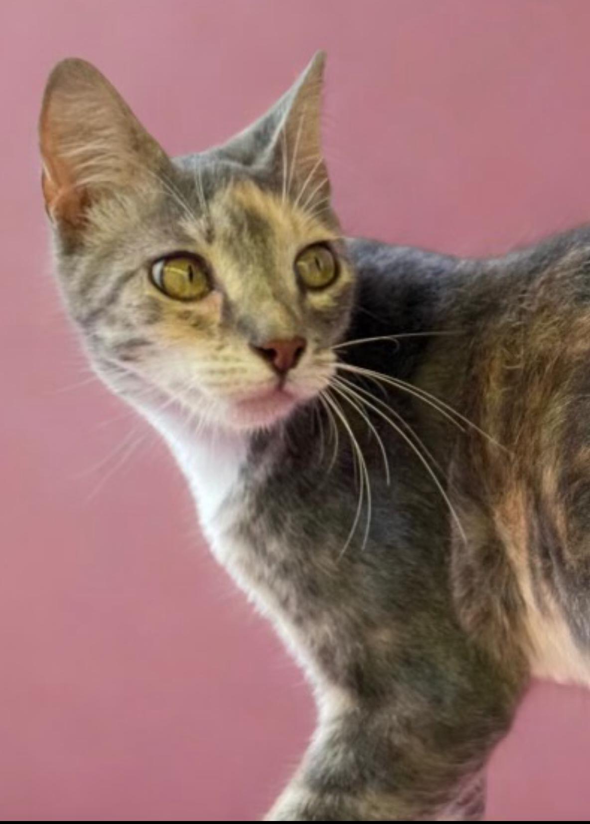Cat for adoption - Gisel - FeLV+, a Dilute Calico in Portland, ME ...