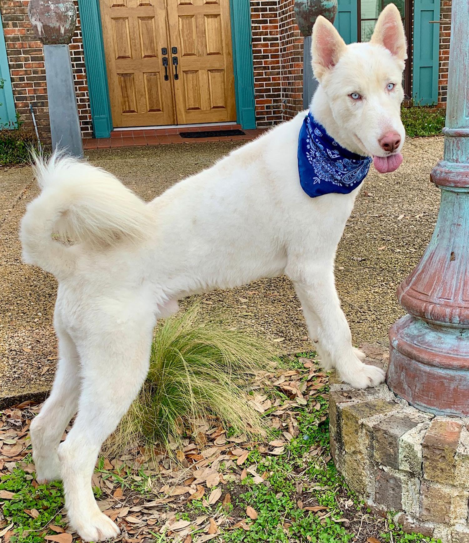 Dog for adoption - ASPEN - Big Baby!, a Husky & Standard Poodle Mix in ...