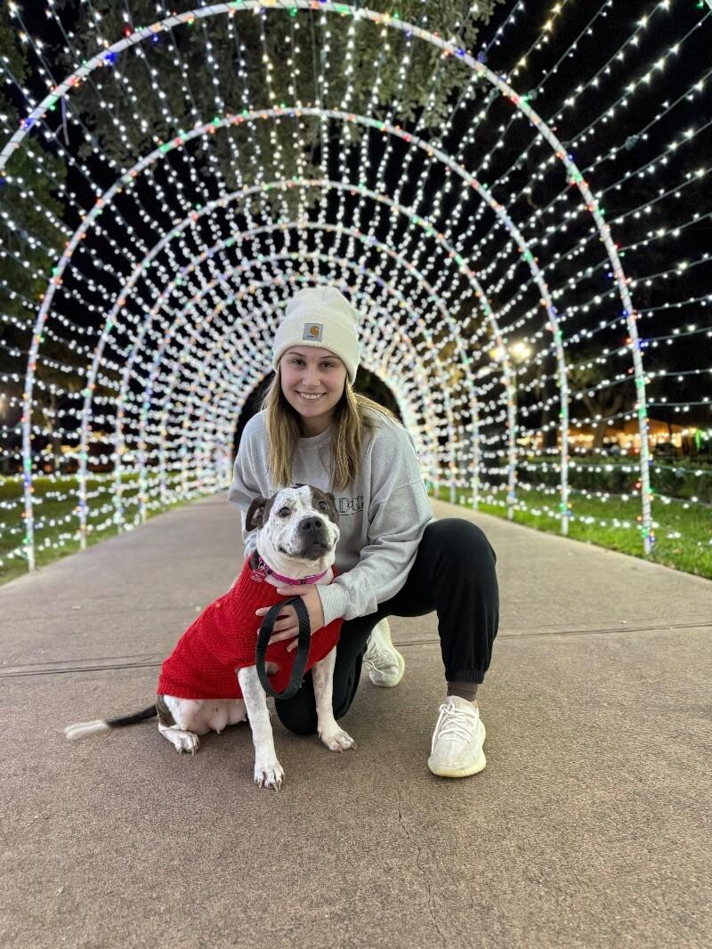 Dog for adoption - Perfect Persephone, a Pit Bull Terrier & American ...