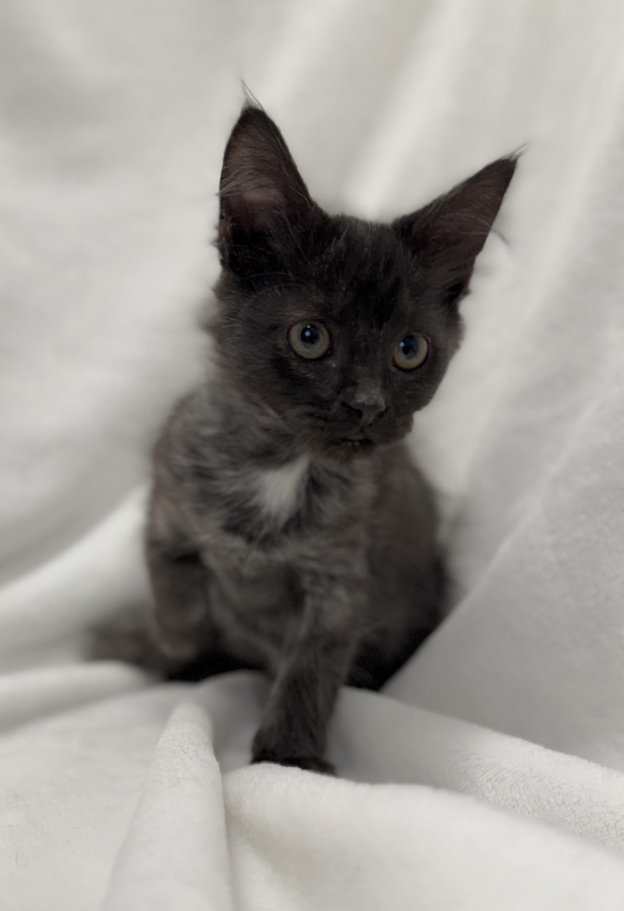 Cat for adoption - Bette Davis, a Domestic Long Hair in Greensboro, NC ...