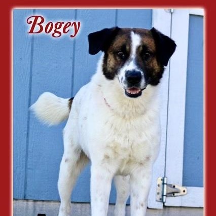 Dog for adoption - Bogey, a Saint Bernard & Anatolian Shepherd Mix in ...