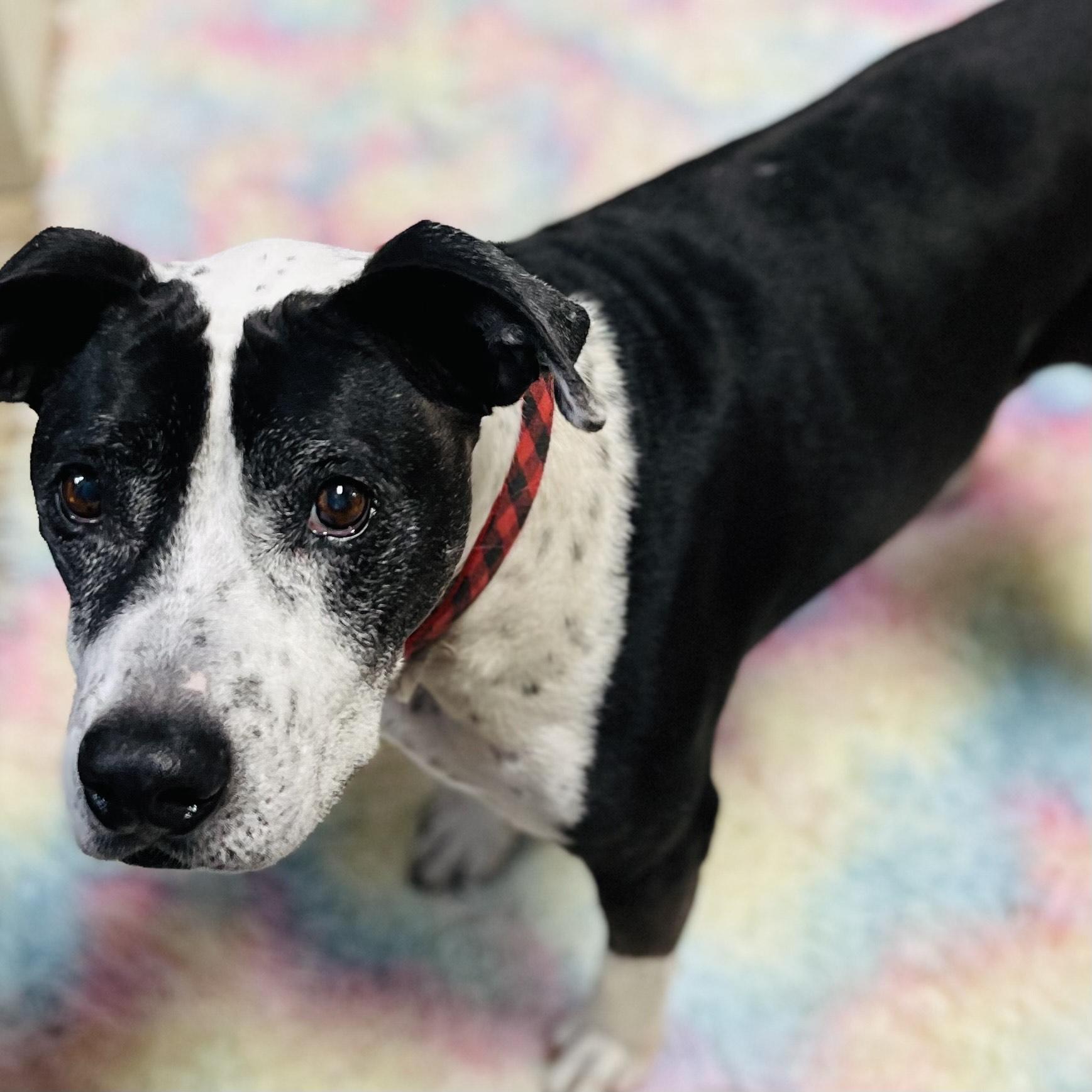 Dog for adoption - Gill, a Pit Bull Terrier in Tipton, IA | Petfinder