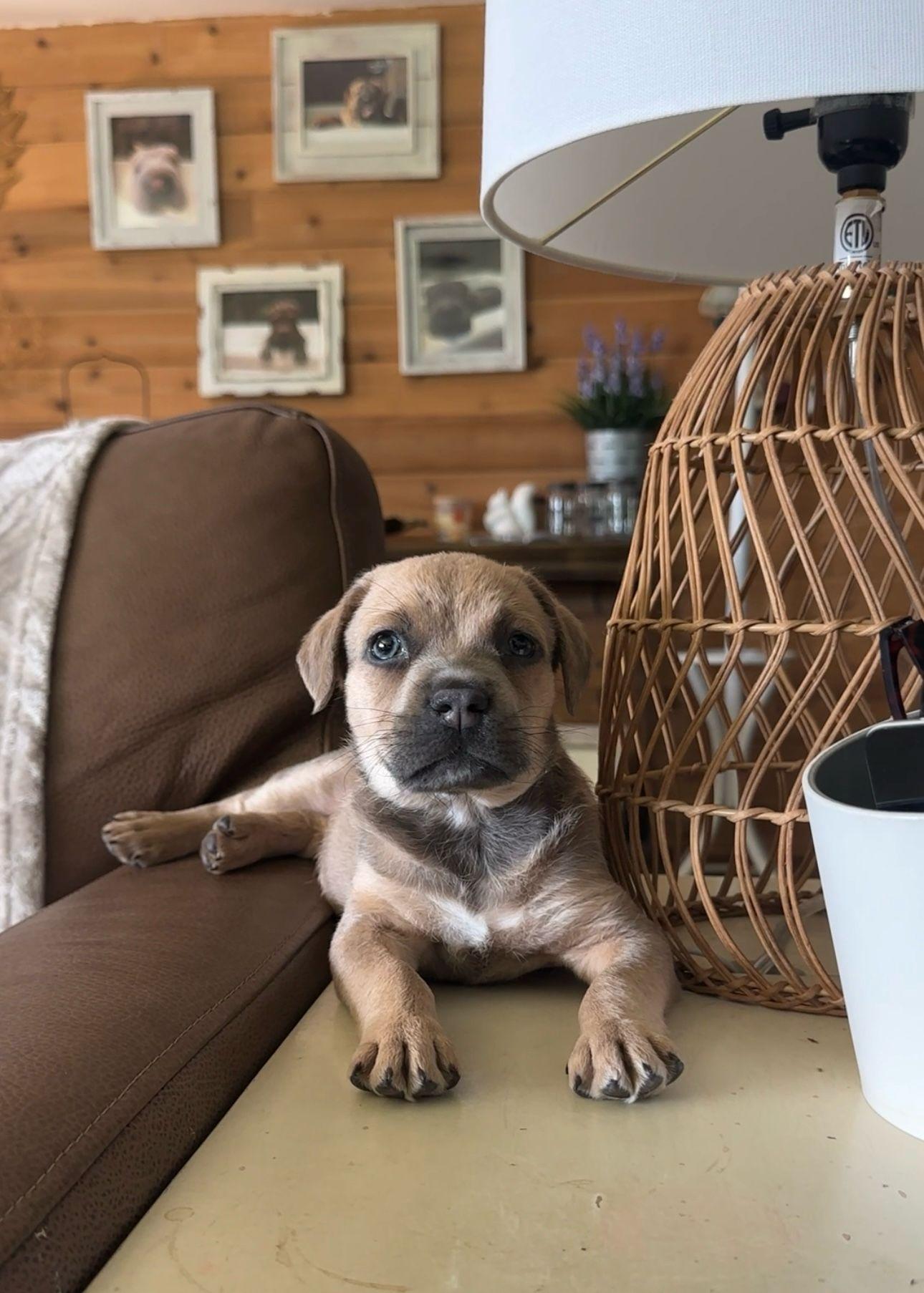 Dog for adoption - Capy, a Mixed Breed in Tampa, FL | Petfinder