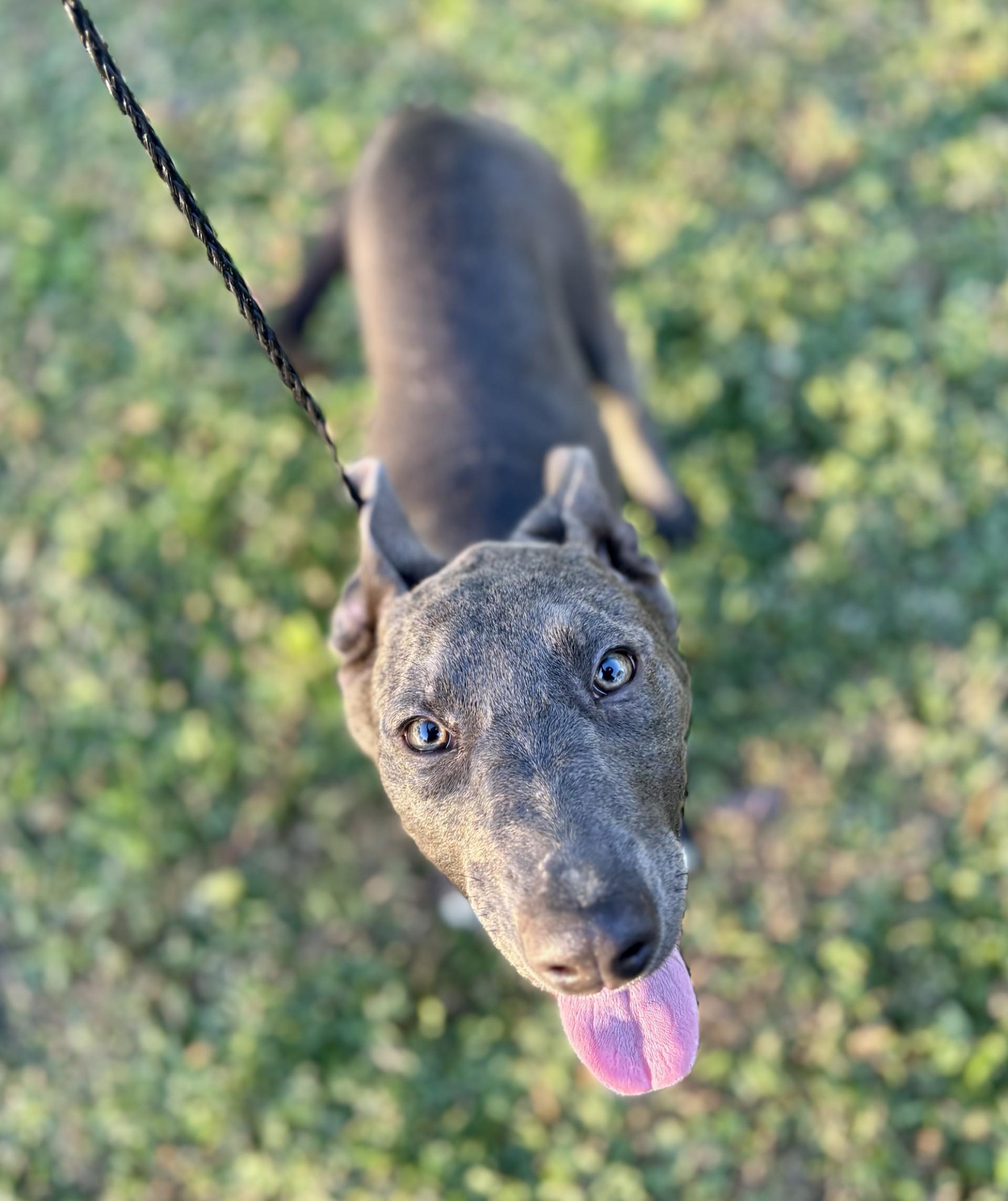 Dog for adoption - Queen, a Pit Bull Terrier Mix in Upper Sandusky, OH ...