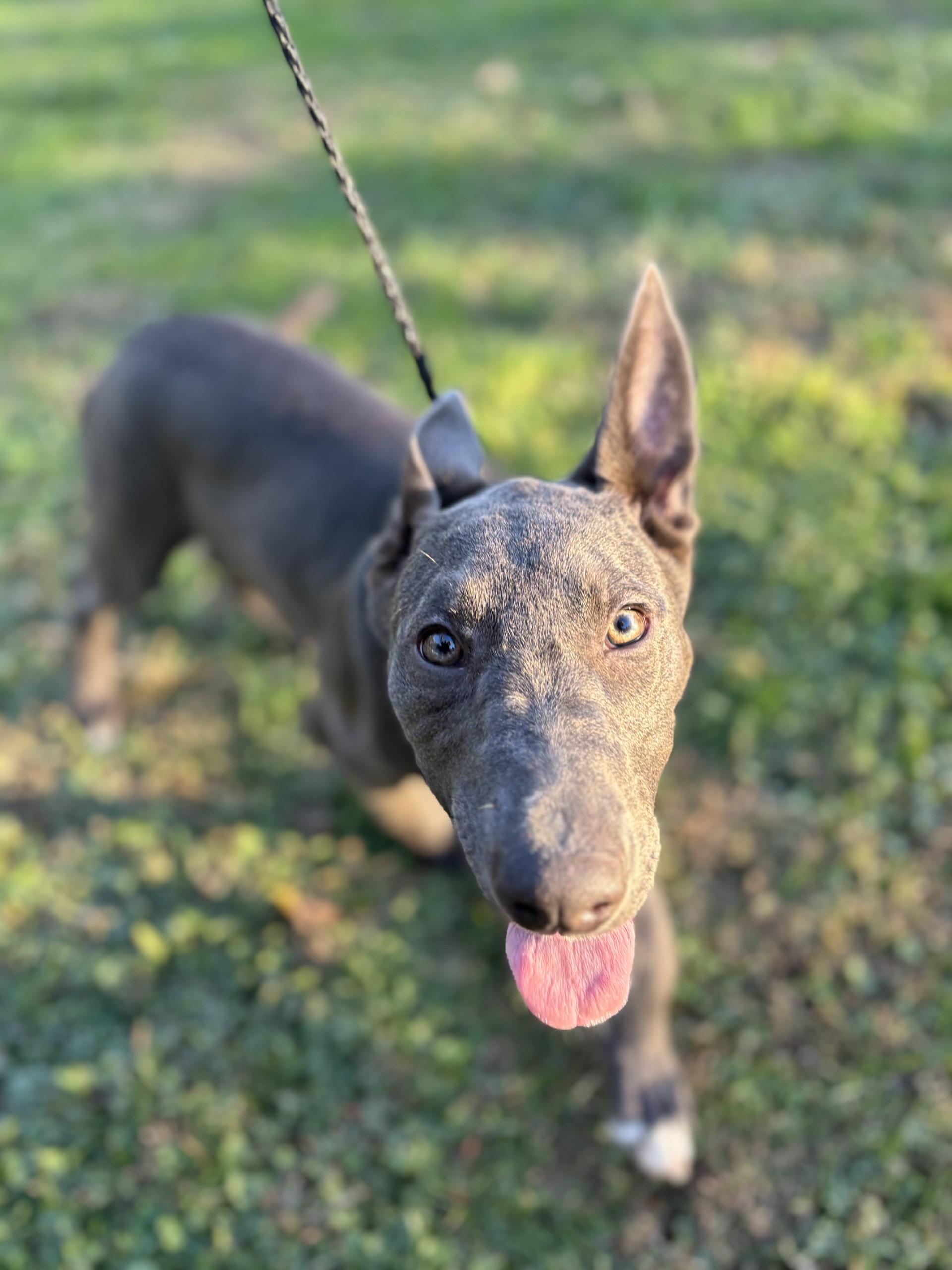 Dog for adoption - Queen, a Pit Bull Terrier Mix in Upper Sandusky, OH ...