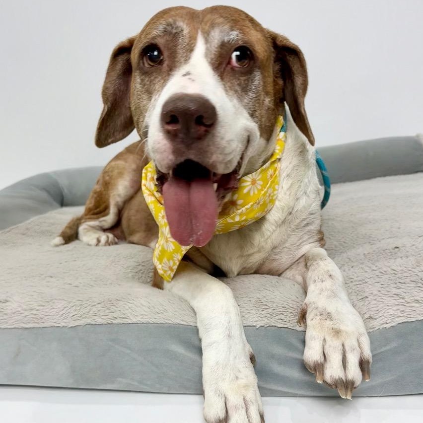 Dog for adoption - Swiftie, a Mixed Breed in Albany, NY | Petfinder