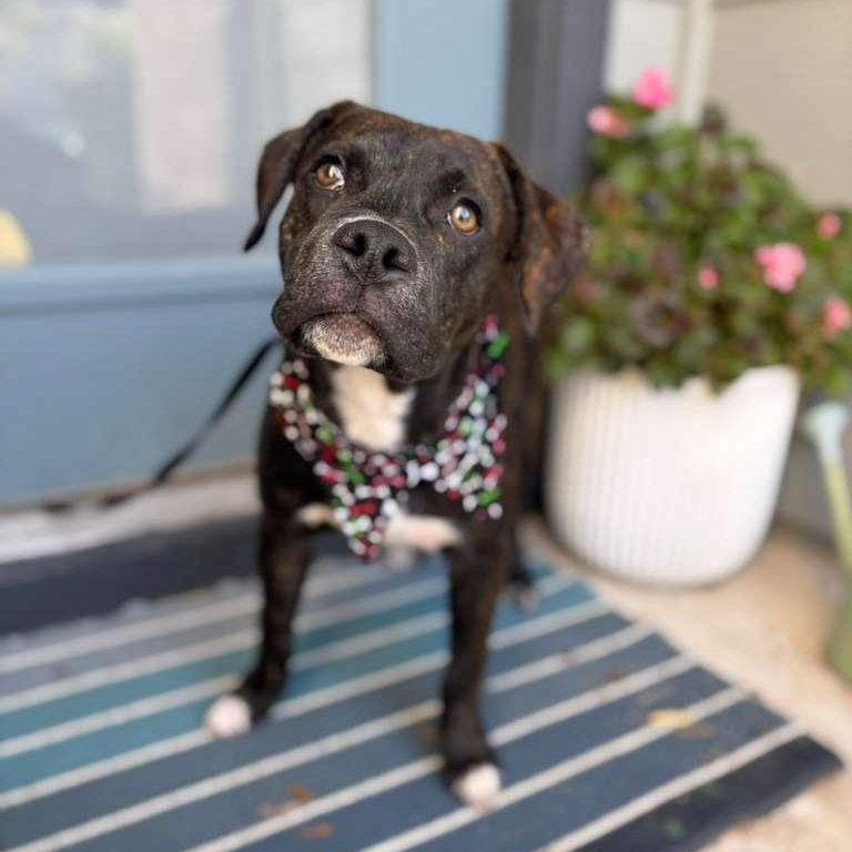 Dog for adoption - Harrison Ford, a Pit Bull Terrier Mix in Frederick ...