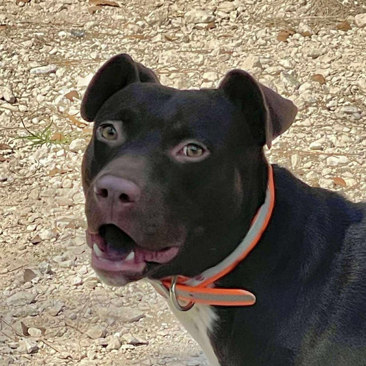 Dog for adoption - Brandy, a Pit Bull Terrier Mix in Portland, OR ...