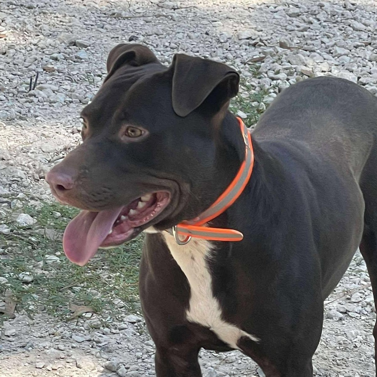 Dog for adoption - Brandy, a Pit Bull Terrier Mix in Portland, OR ...