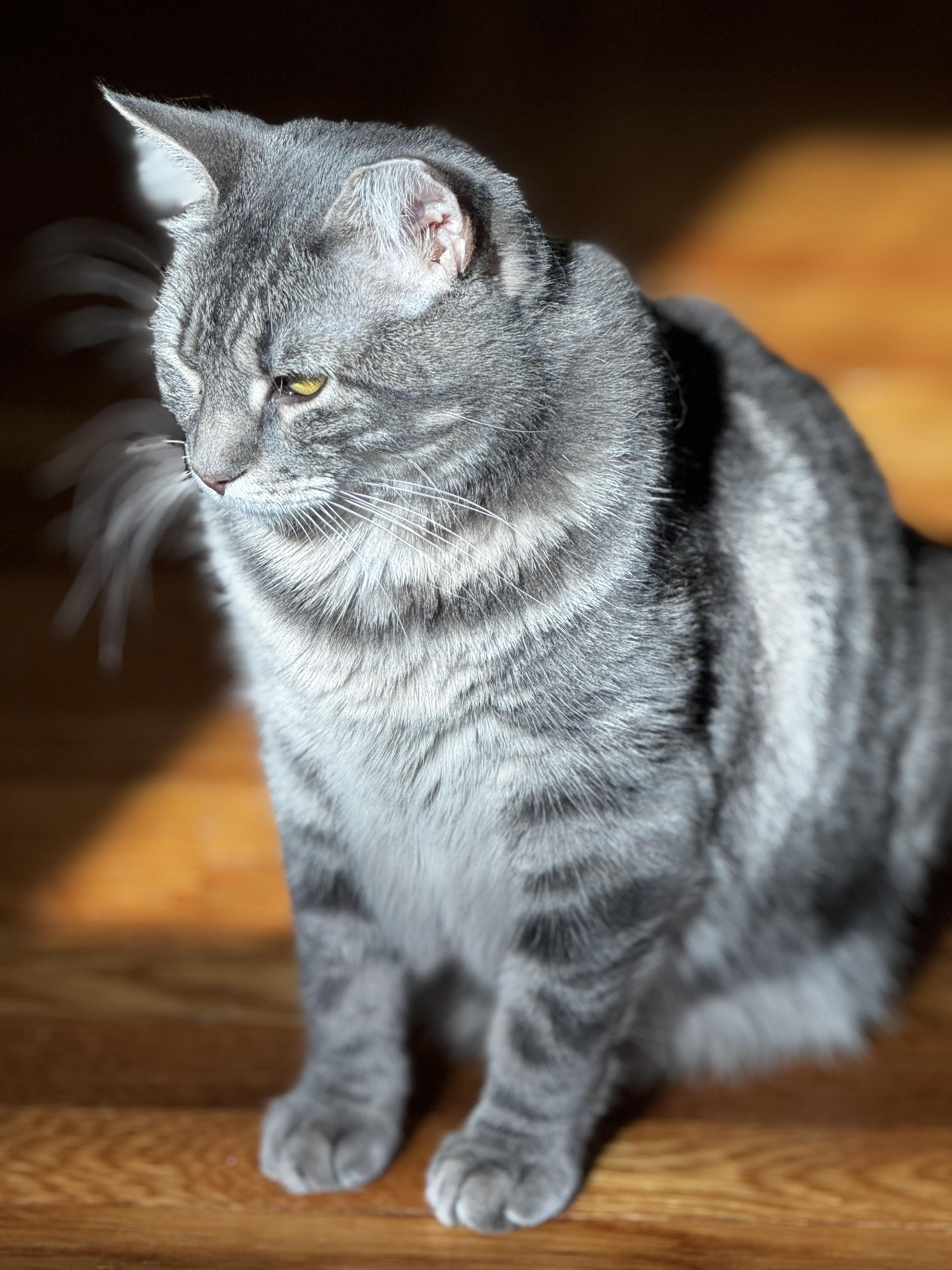 Cat for adoption - Quirky & Chutney, a Domestic Medium Hair in Cheshire ...