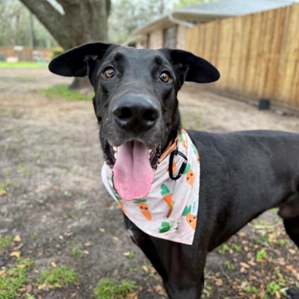 Dog for adoption - Gibbs is good boy with a side of tall dark and ...
