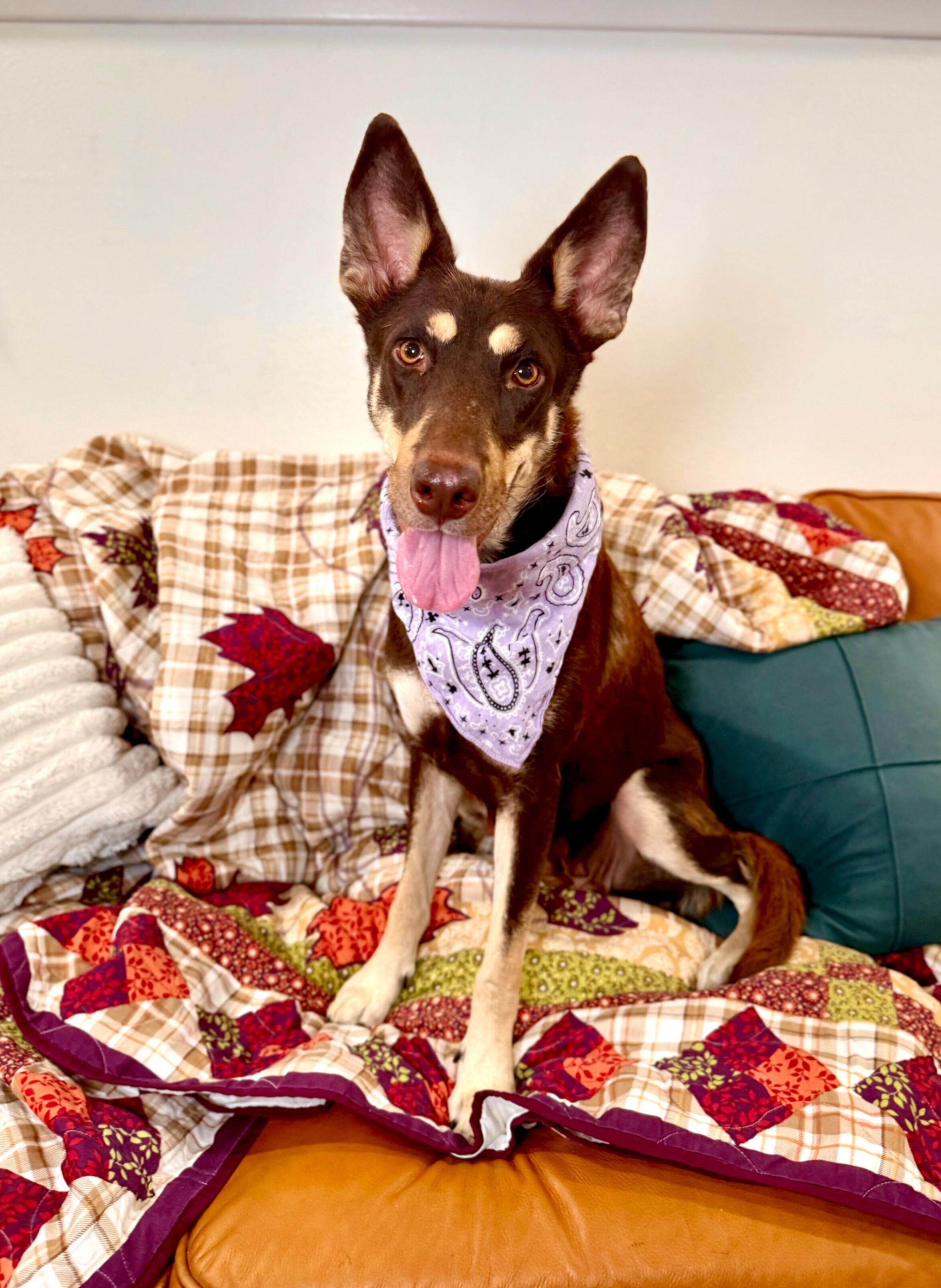 Dog for adoption - Talia Tallulah is a Gentle Peanut Butter Princess, a ...