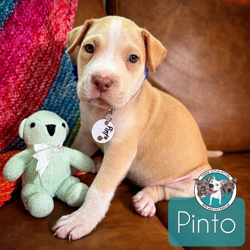 Dog for adoption - Pinto Ford, a Pit Bull Terrier & Labrador Retriever ...