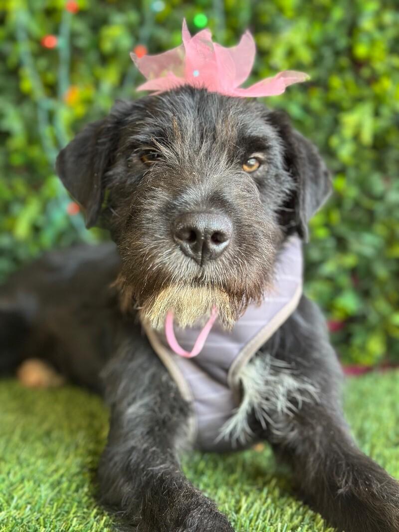 Dog for adoption - Choo Choo boo boo, a Border Terrier & Schnauzer Mix ...