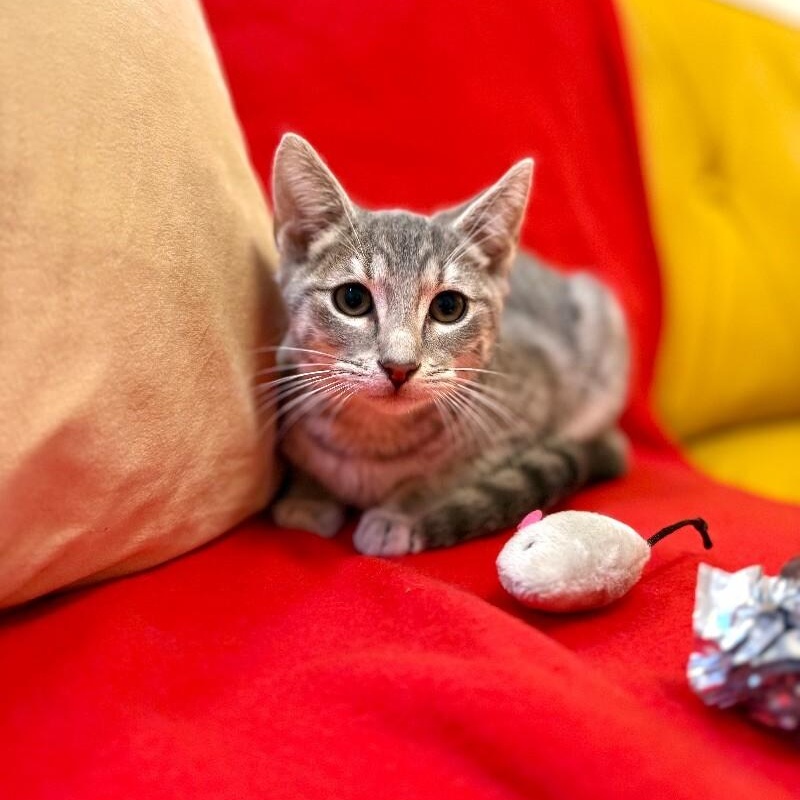 Cat for adoption - Handsome Sweetheart, a Domestic Short Hair & Tabby ...