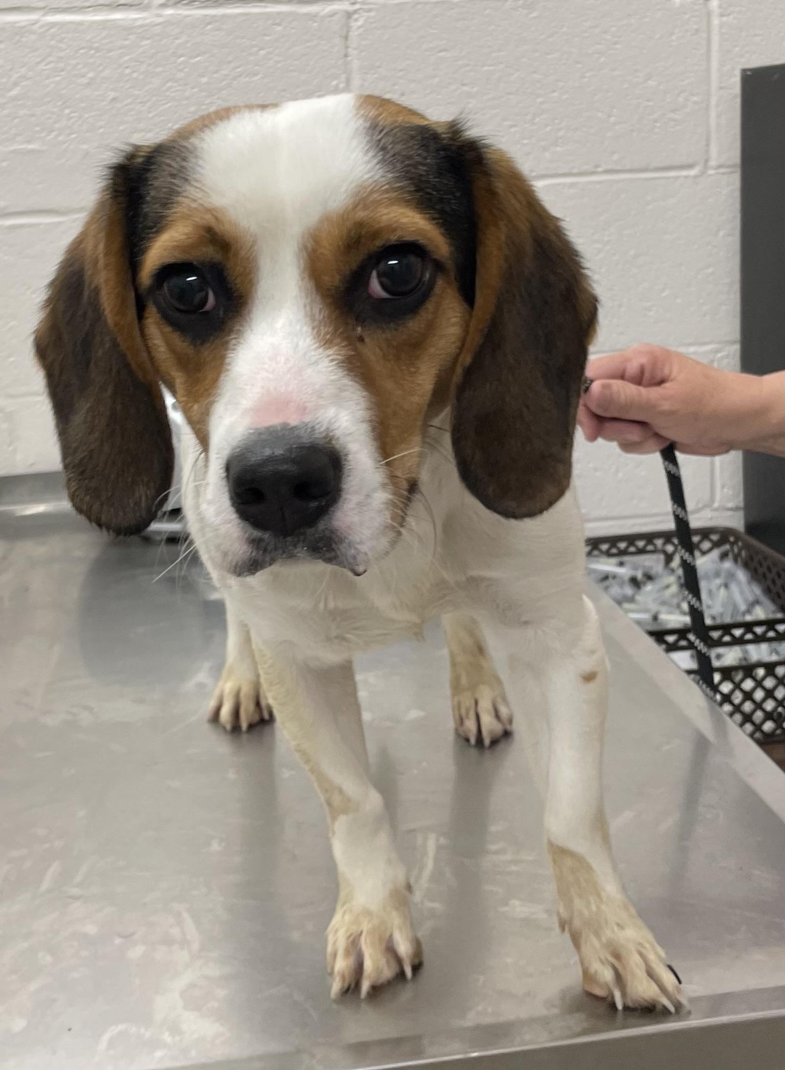 Humane Society of Allen County in Lima, OH