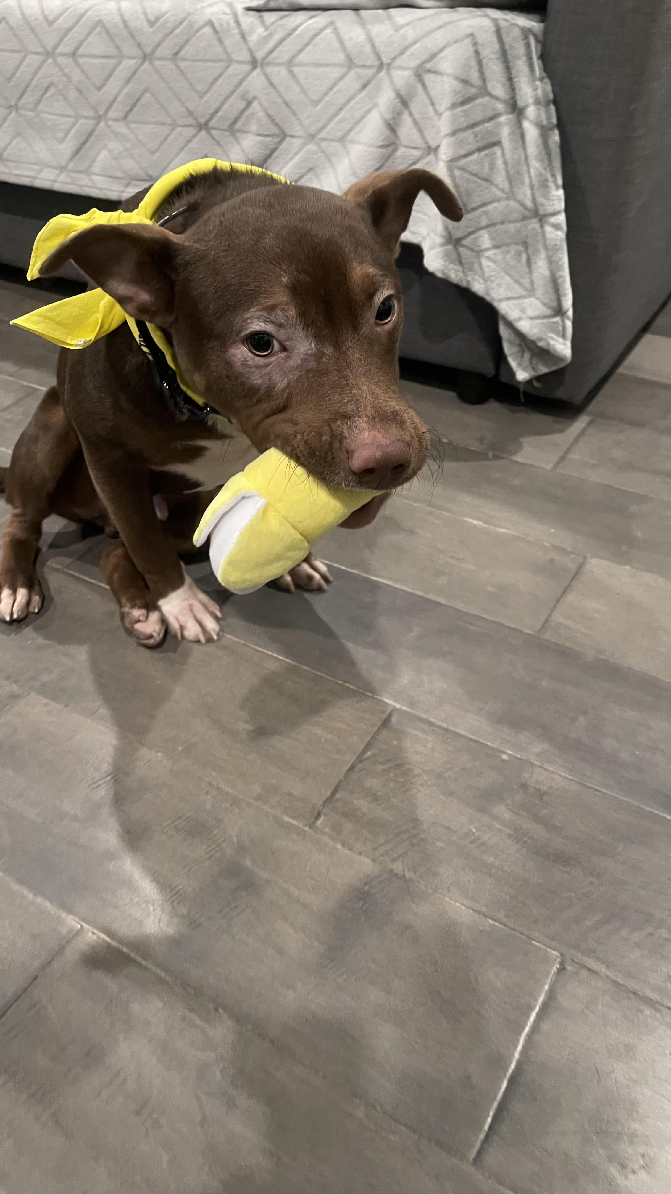 Dog for adoption - Rusty, a Pit Bull Terrier in Portland, OR | Petfinder