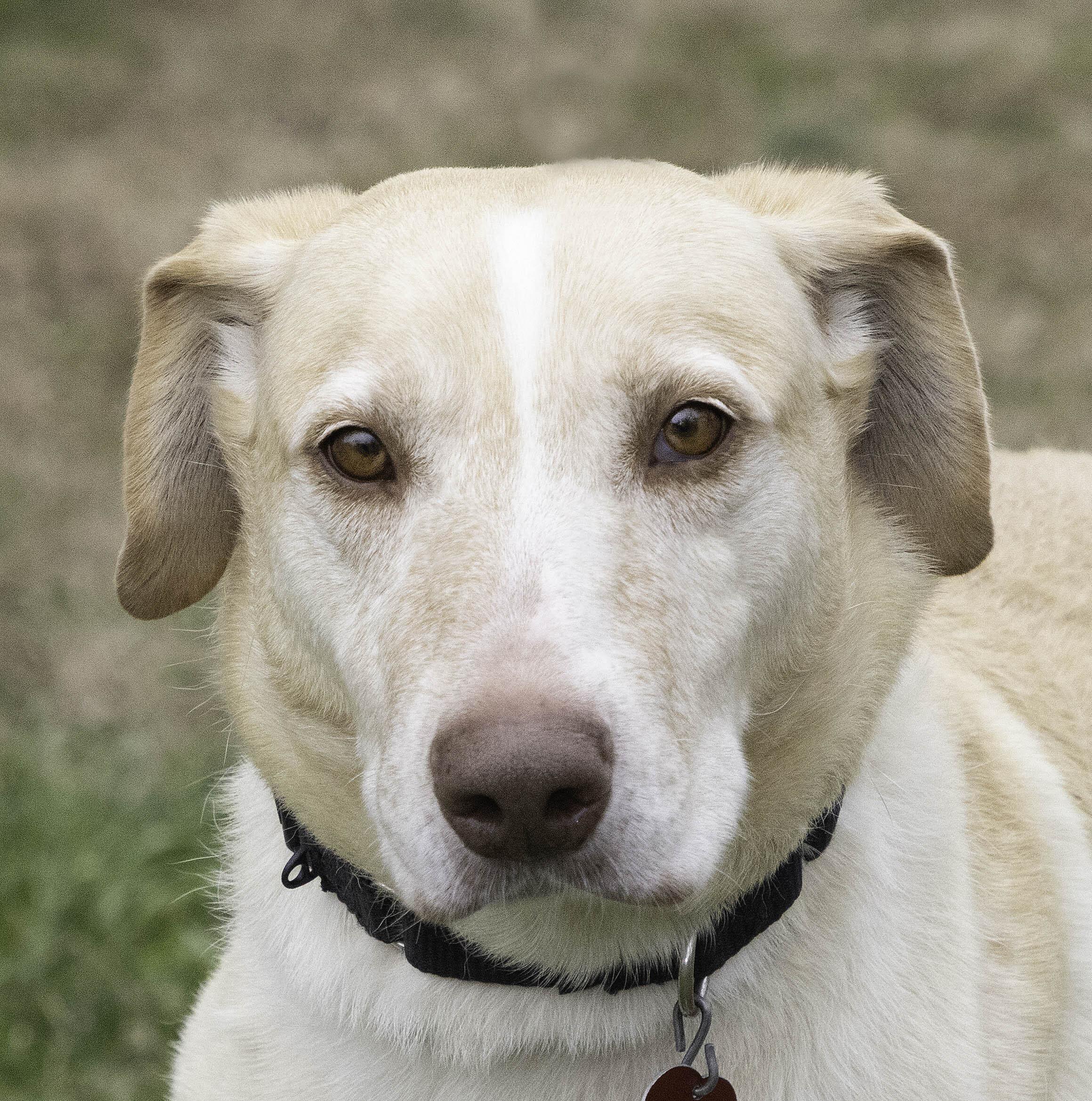 Dog for adoption - Kingsley, a Labrador Retriever Mix in Greensboro, NC ...