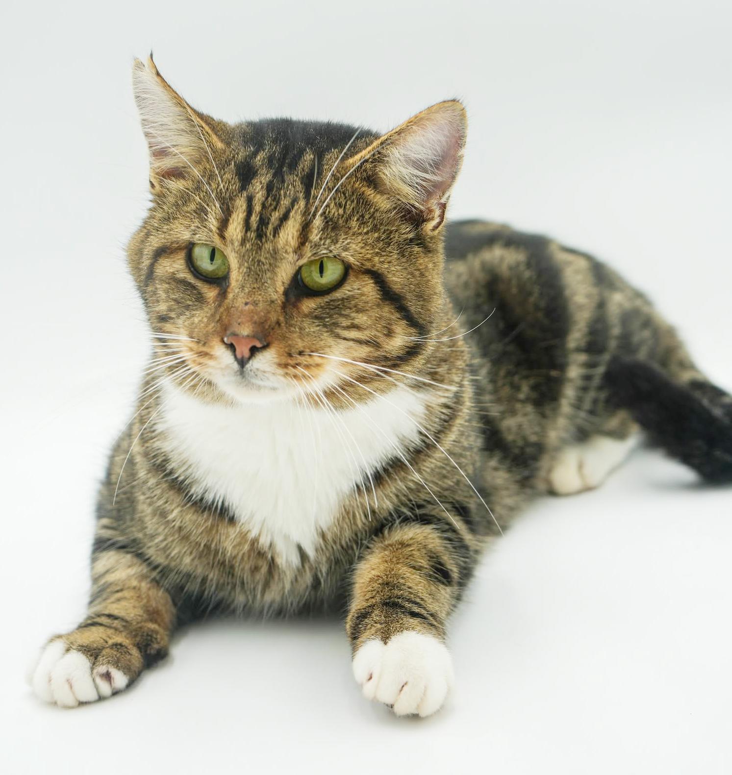Cedric is KING OF BELLY RUBS! Precious purrmaster! THERAPY CAT - VIDEO ...