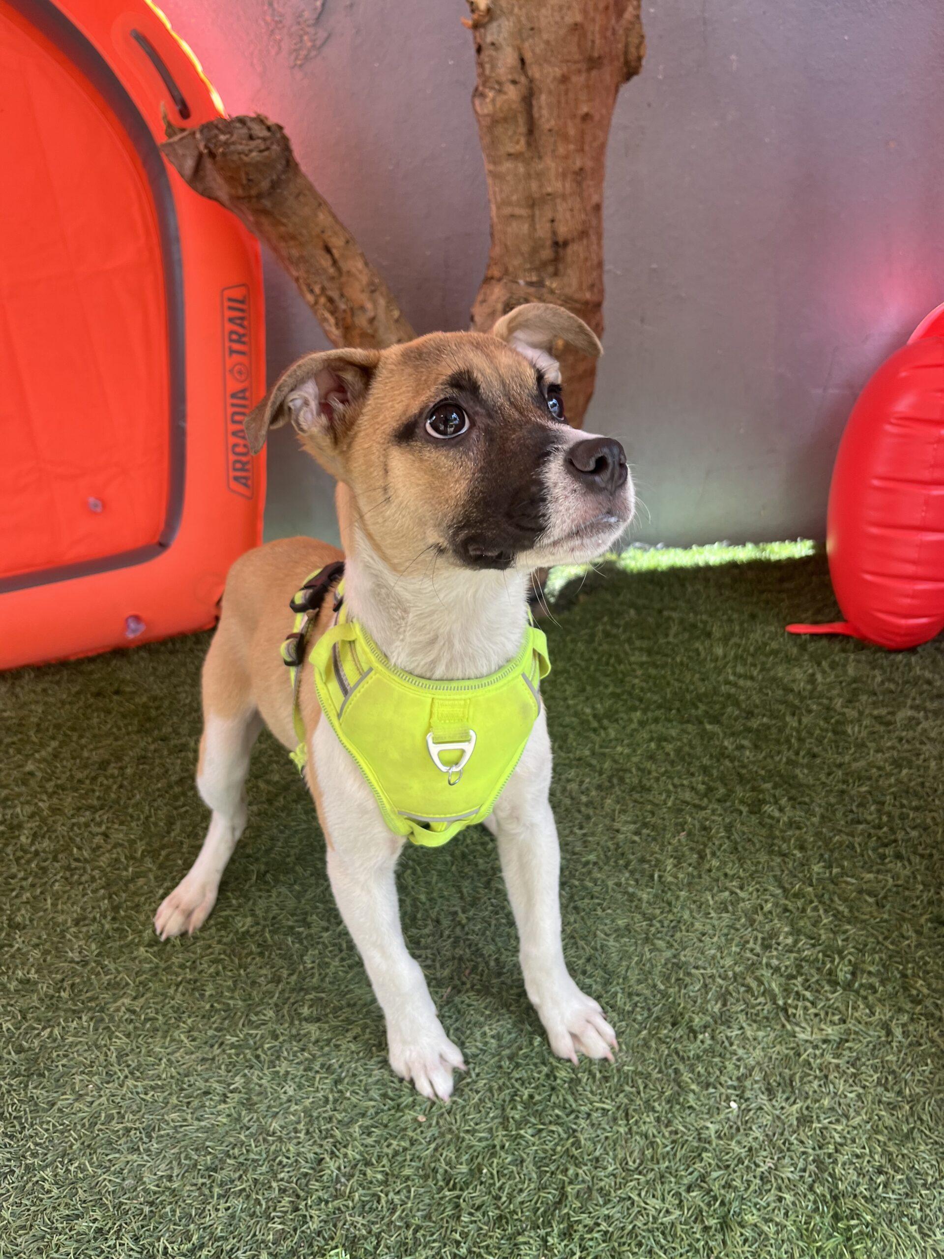 Dog for adoption - Jonas, a Labrador Retriever & Feist Mix in Glendale ...