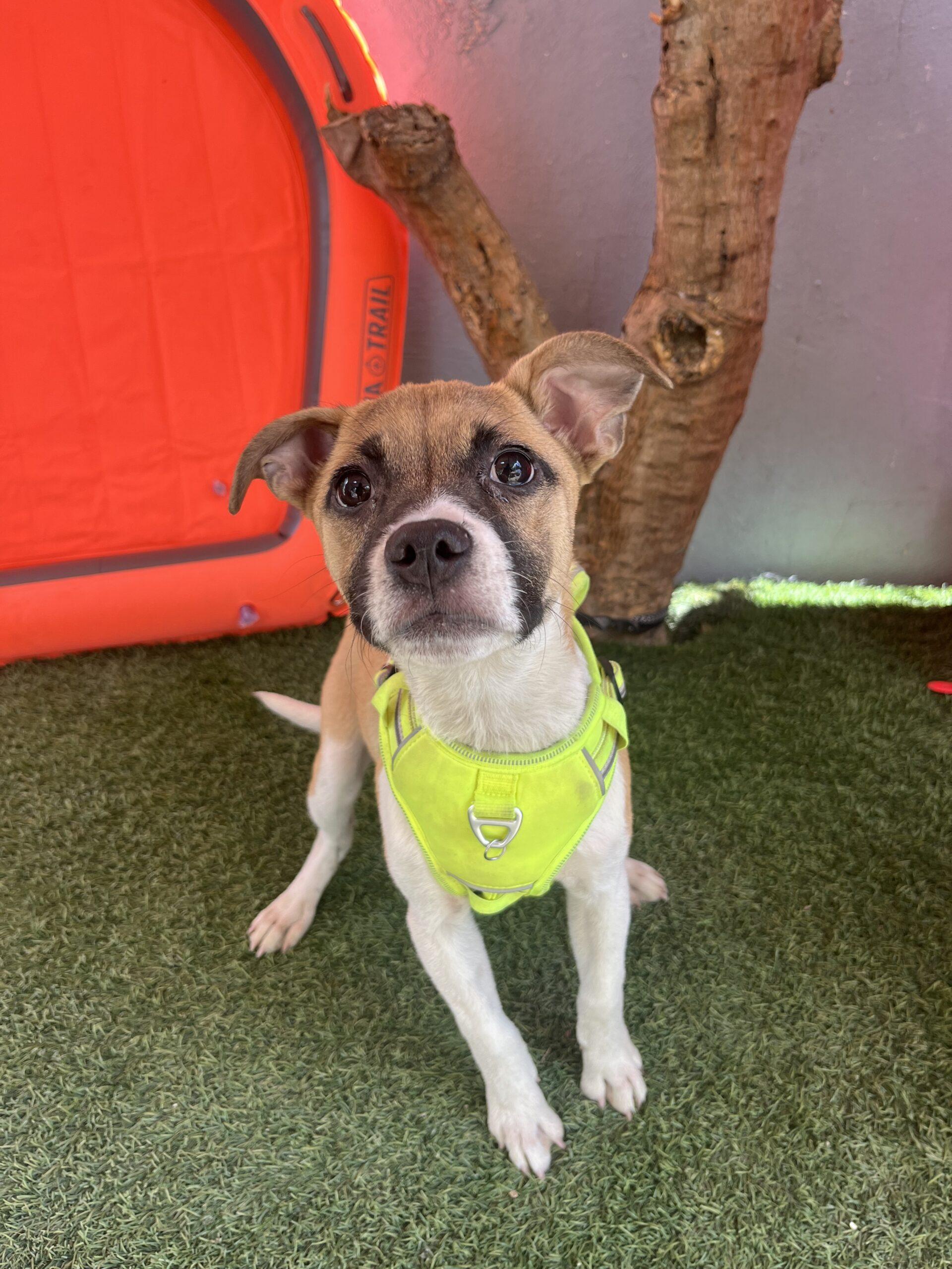 Dog for adoption - Jonas, a Labrador Retriever & Feist Mix in Glendale ...