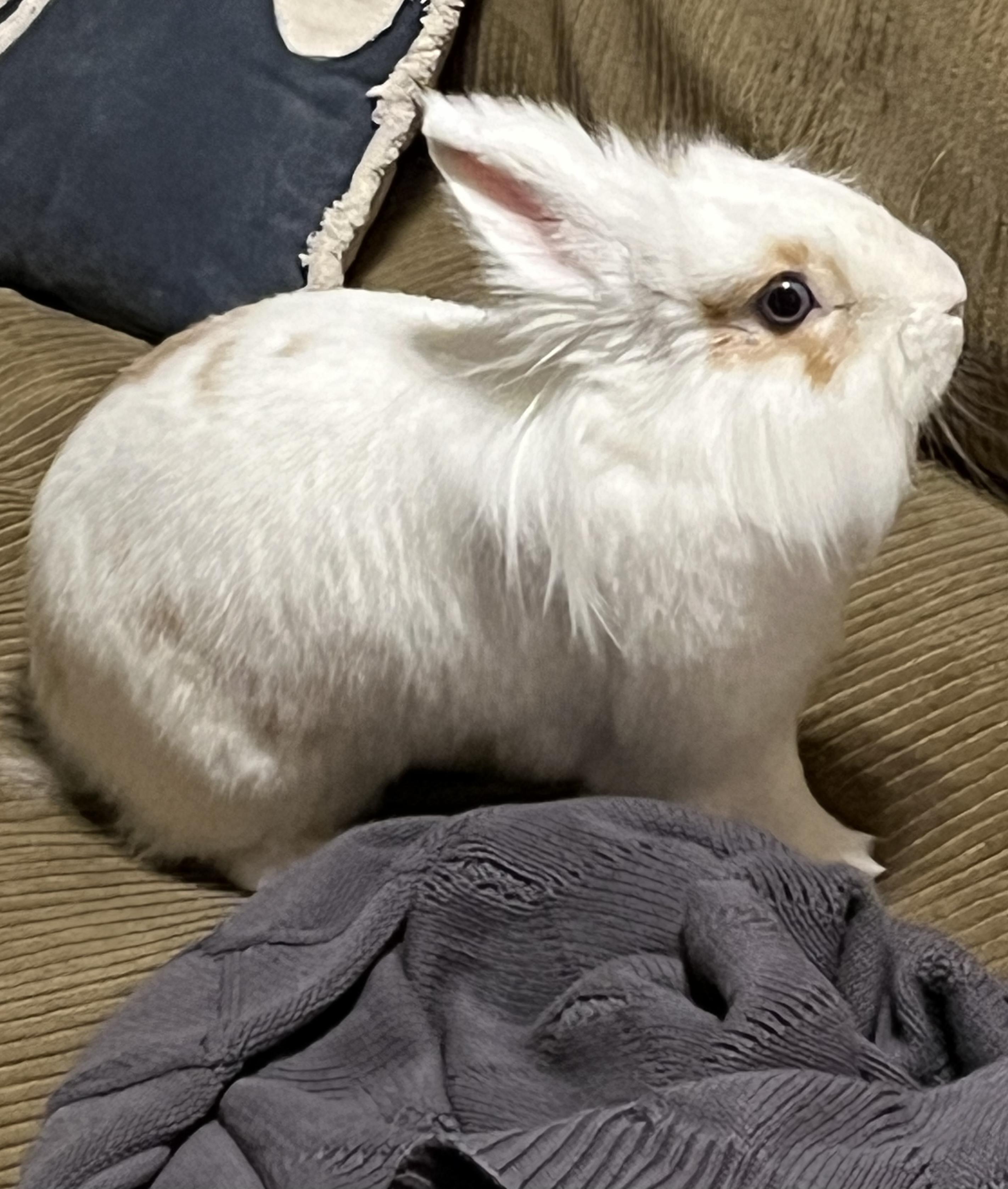 Rabbit for adoption - Athena, a Bunny Rabbit Mix in Chapin, SC | Petfinder