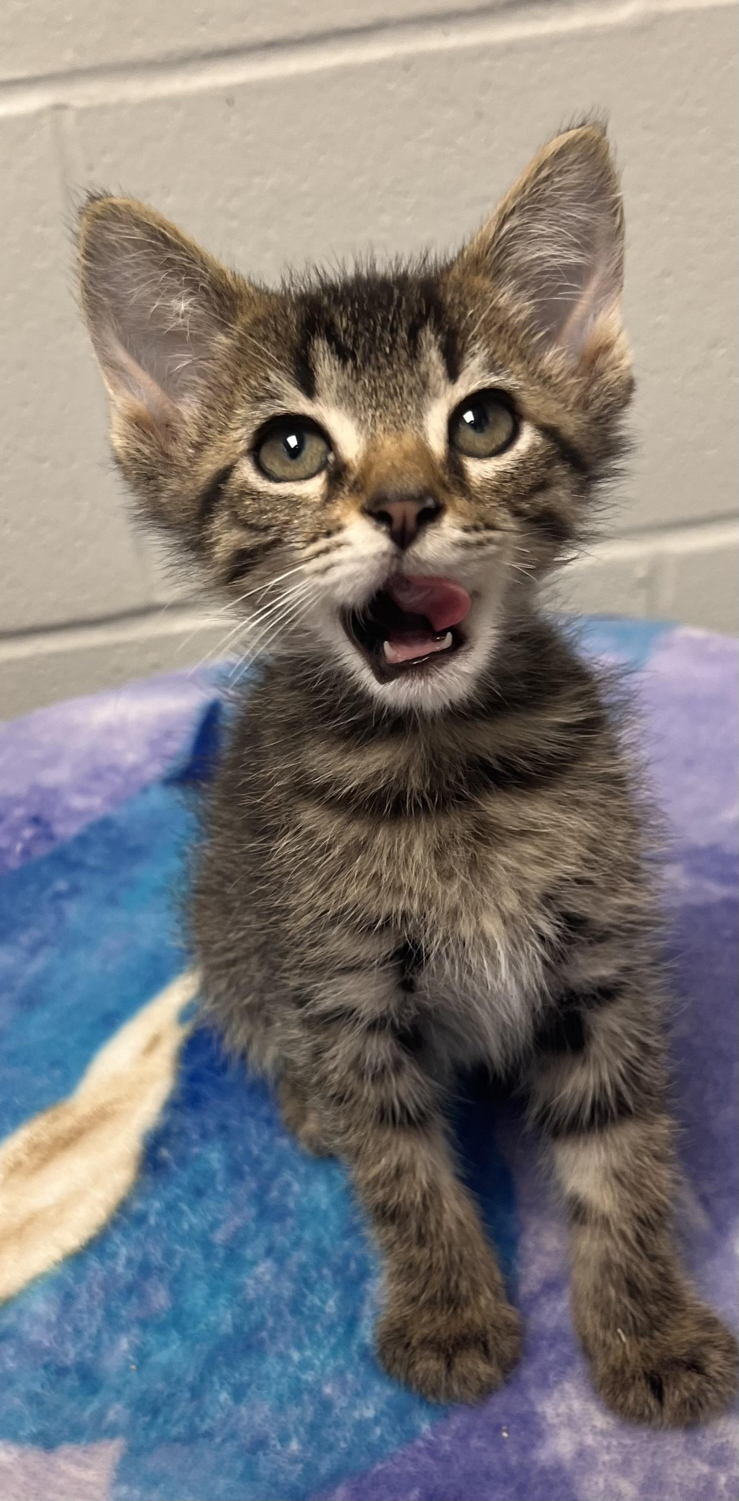 Cat for adoption - Toe-Beans, a Domestic Short Hair in Liberty, MO ...