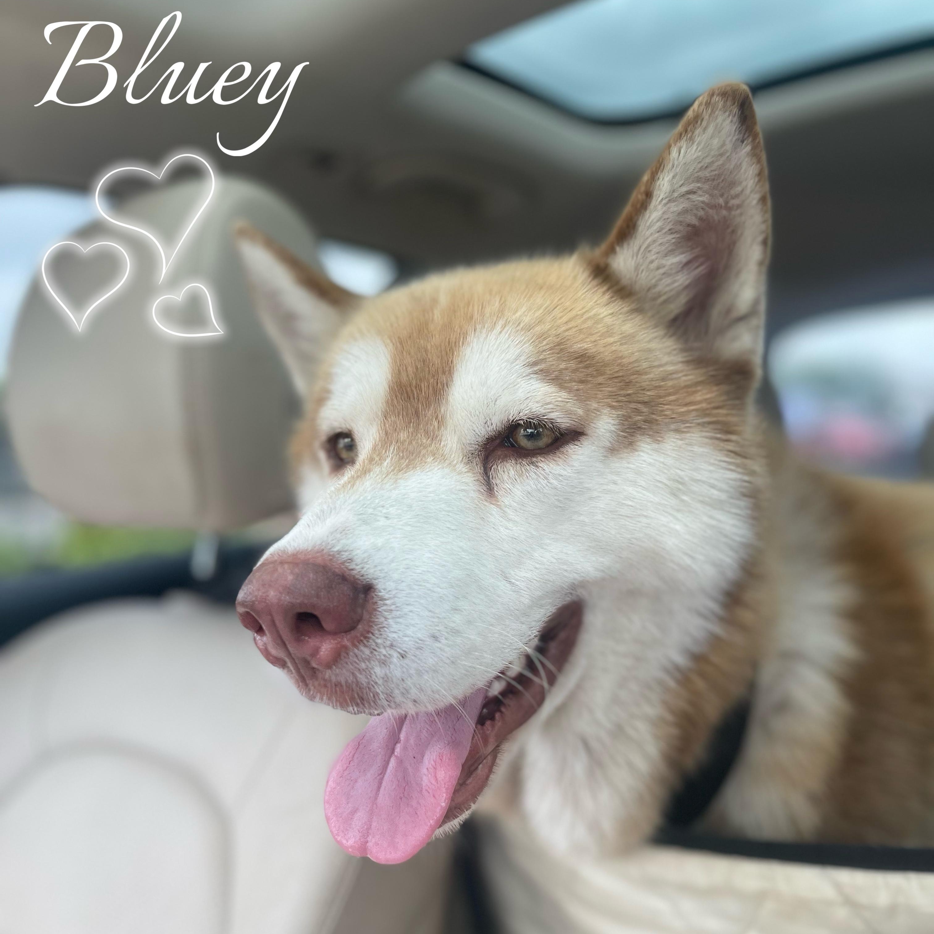 Dog for adoption - Bluey, a Siberian Husky in Wilmington, NC | Petfinder