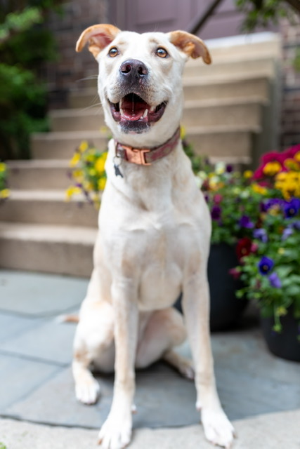 Dog for adoption - Goldie, a Labrador Retriever in Chicago, IL | Petfinder