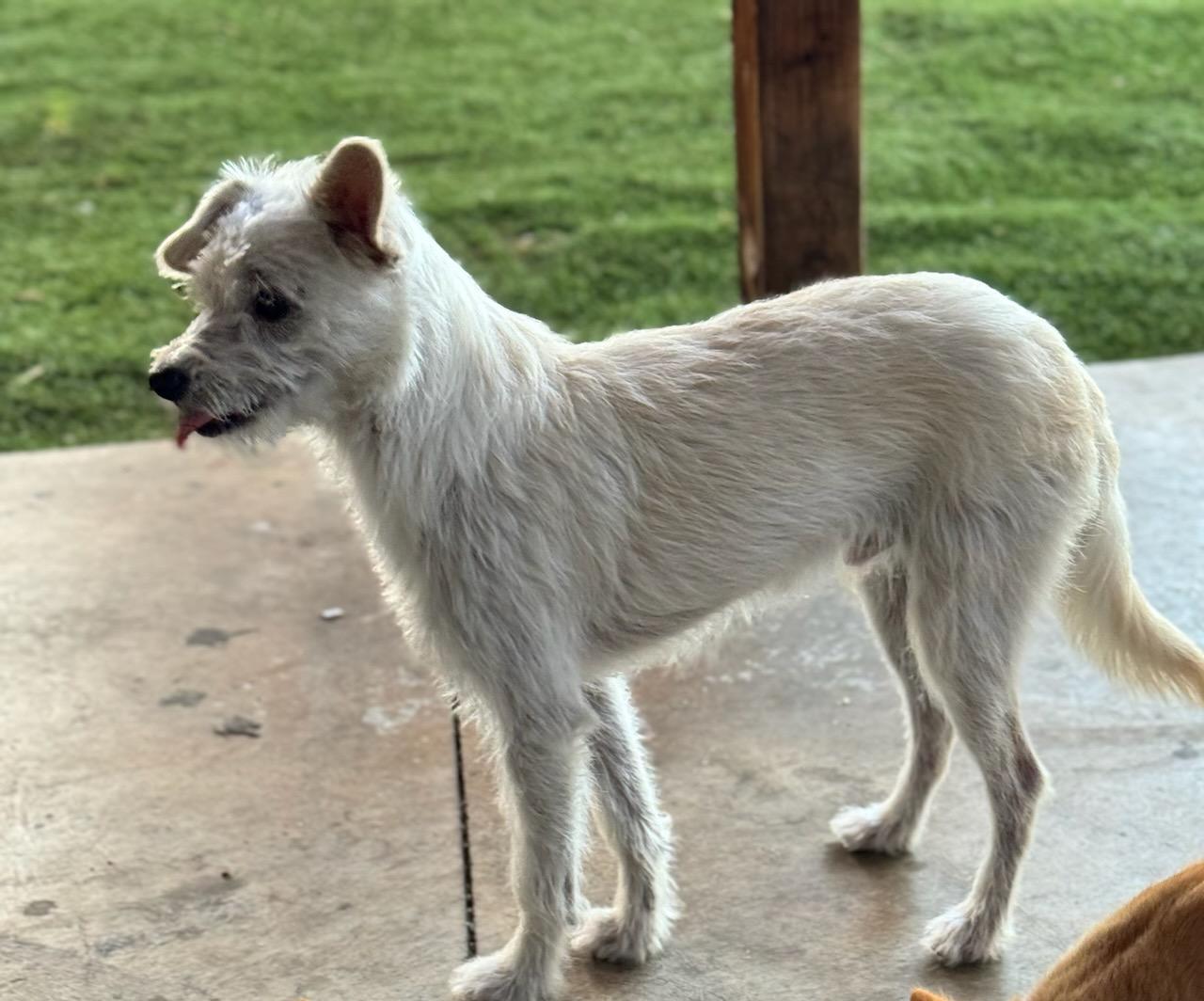 Dog for adoption - Frankie, a Poodle & Jack Russell Terrier Mix in ...