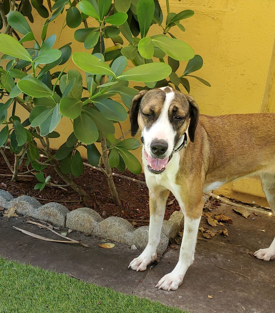 Dog for adoption - FINLEY please read bio in full , an American ...