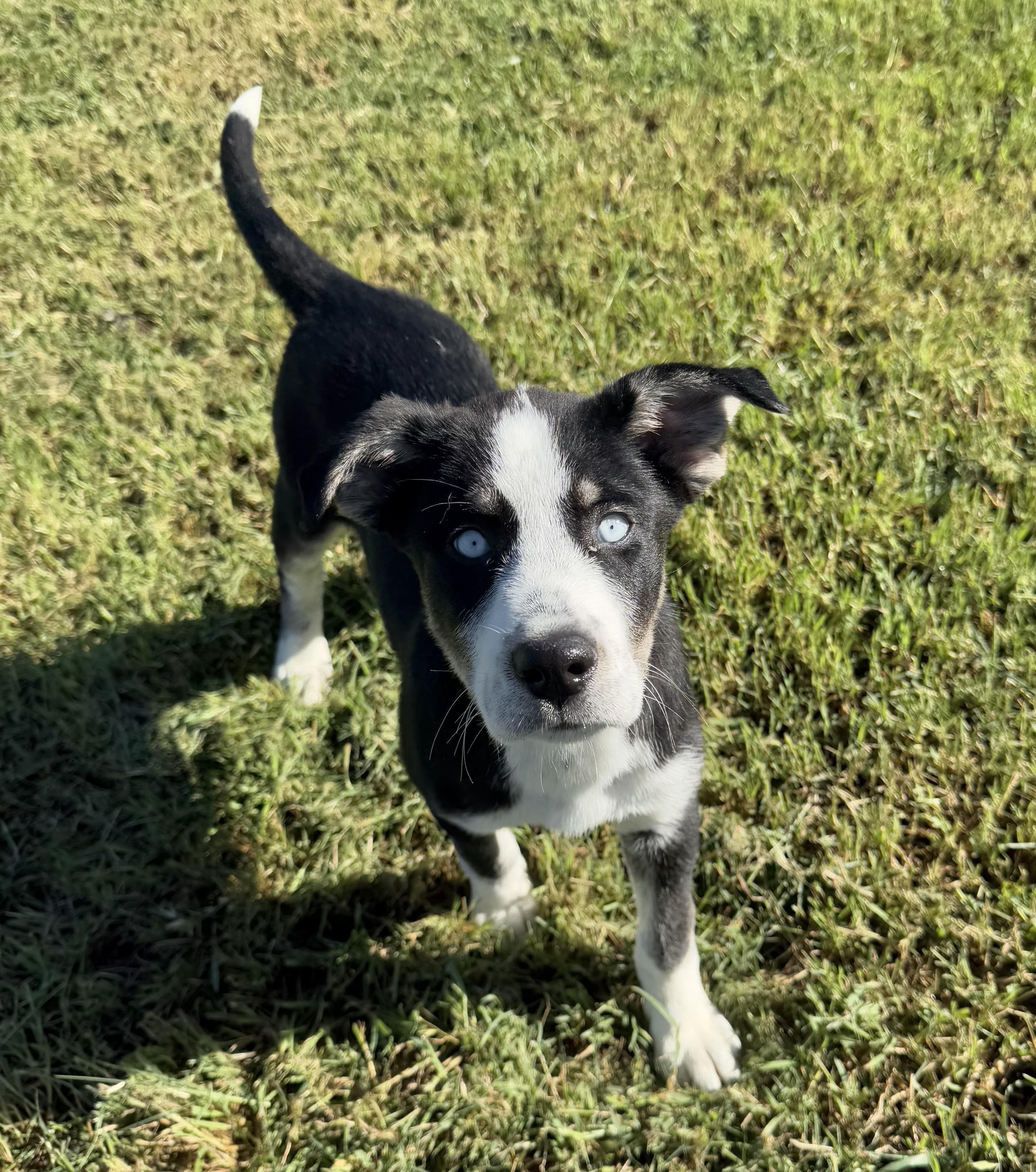 Dog for adoption - Dax, a Husky Mix in Bellingham, WA | Petfinder