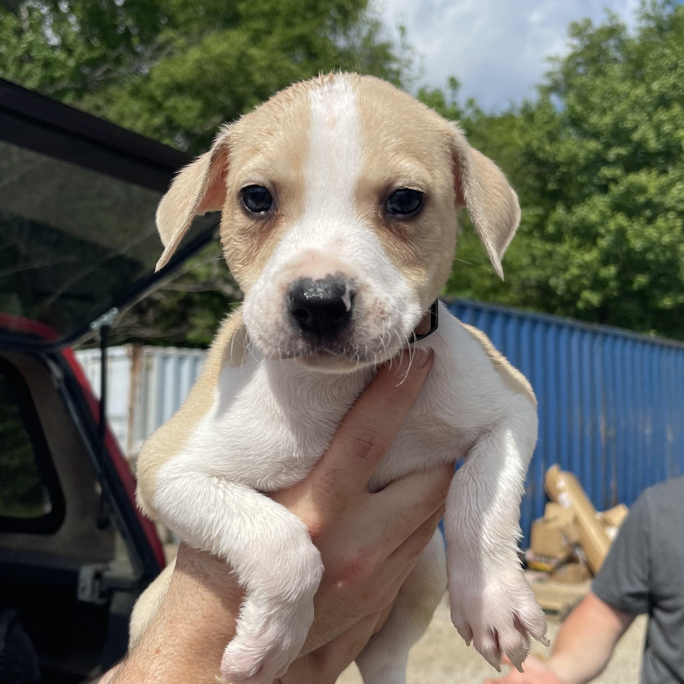 Dog for adoption - Dr. Pepper, a Pit Bull Terrier Mix in Frederick , MD ...