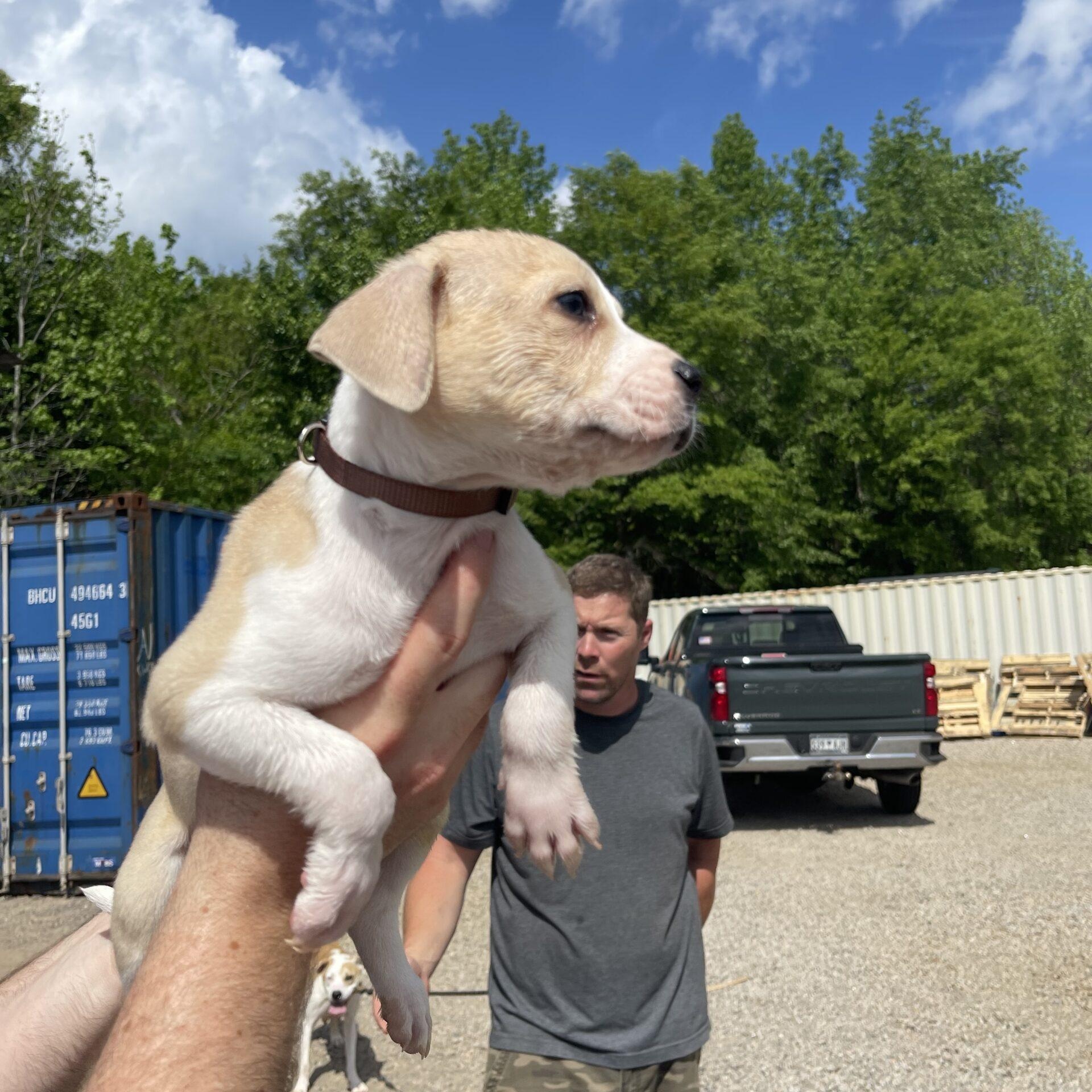 Dog for adoption - Dr. Pepper, a Pit Bull Terrier Mix in Frederick , MD ...