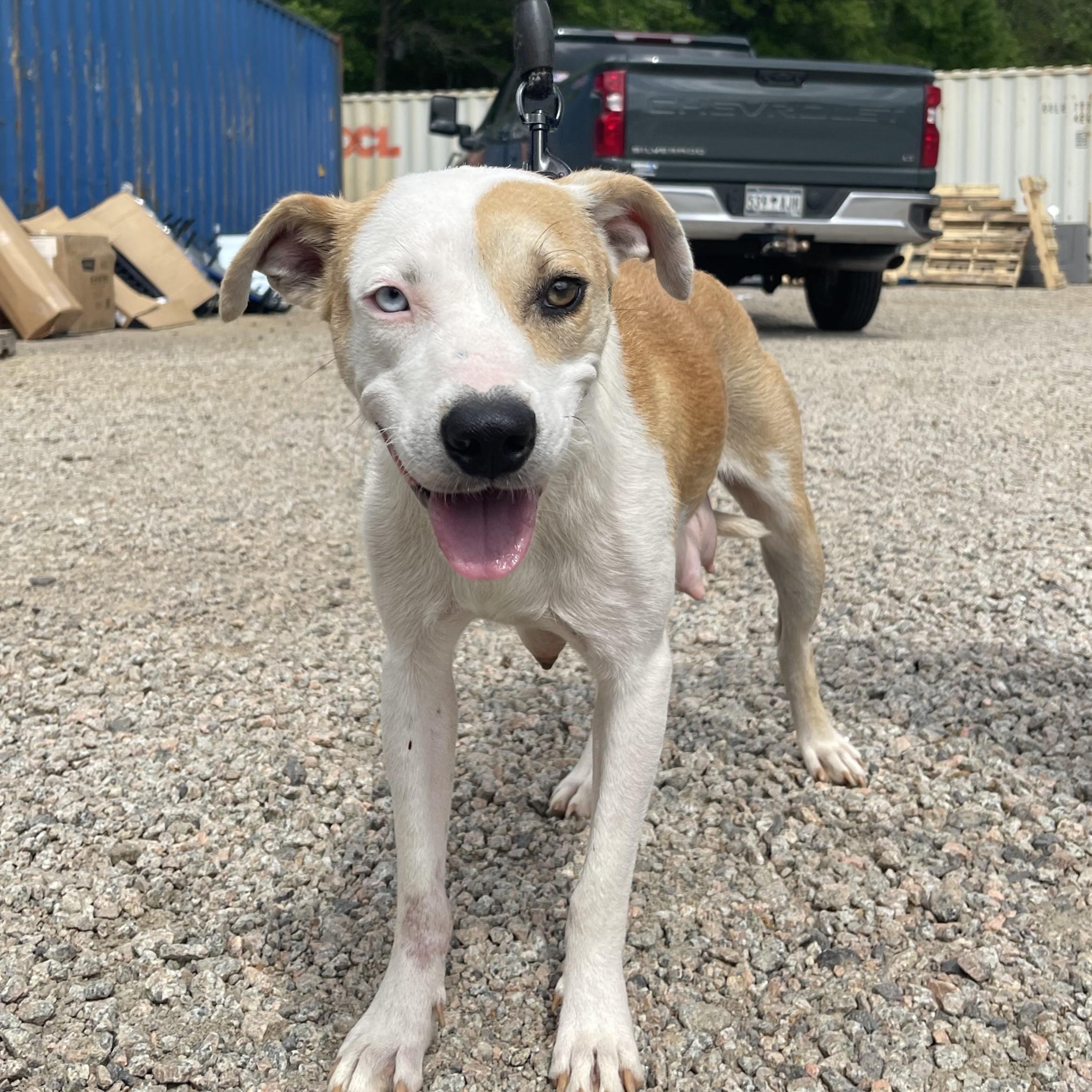 Dog for adoption - Dr. Pepper, a Pit Bull Terrier Mix in Frederick , MD ...