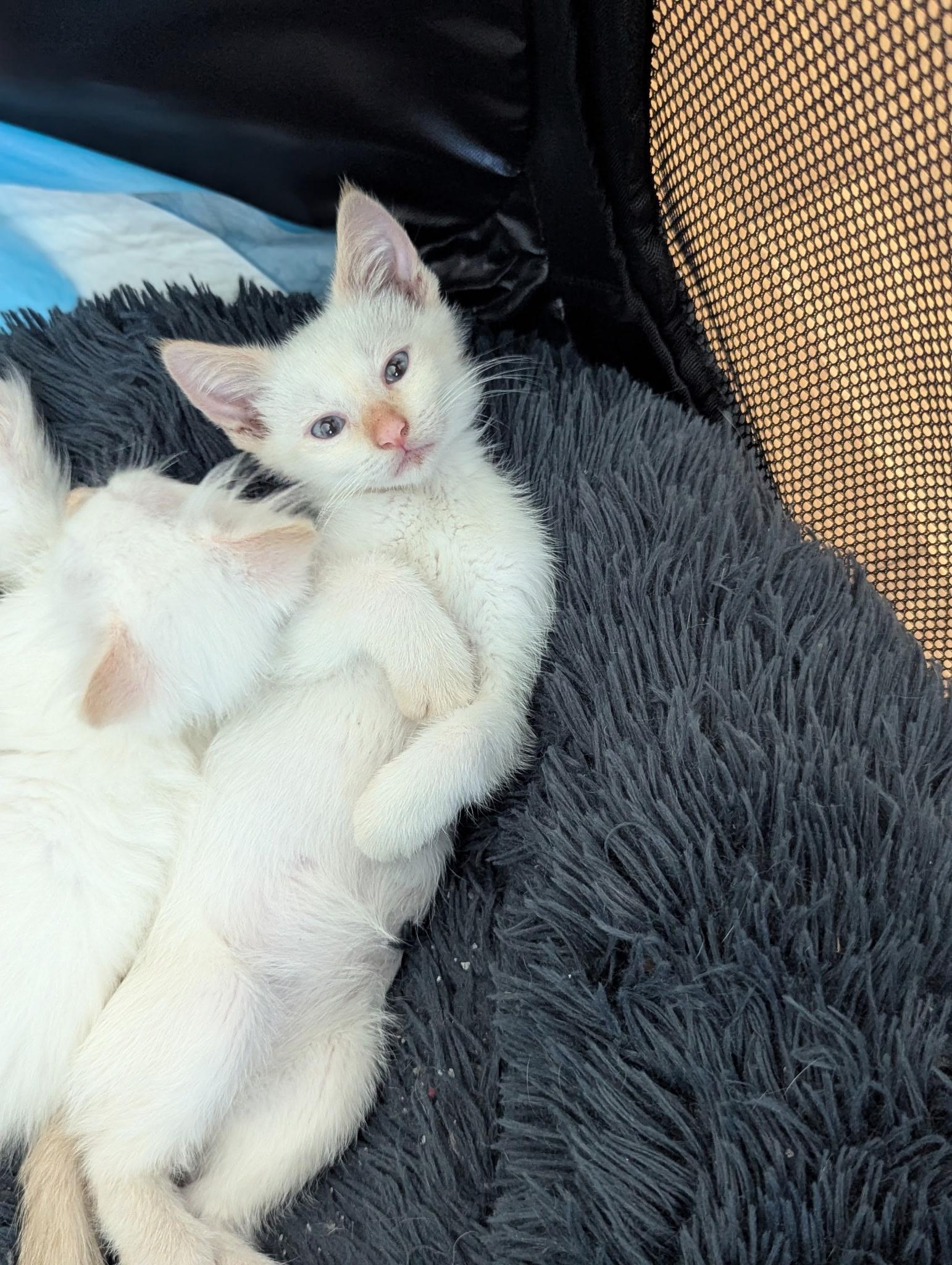 Cat for adoption - Meringue, a Siamese in Fort Oglethorpe, GA | Petfinder