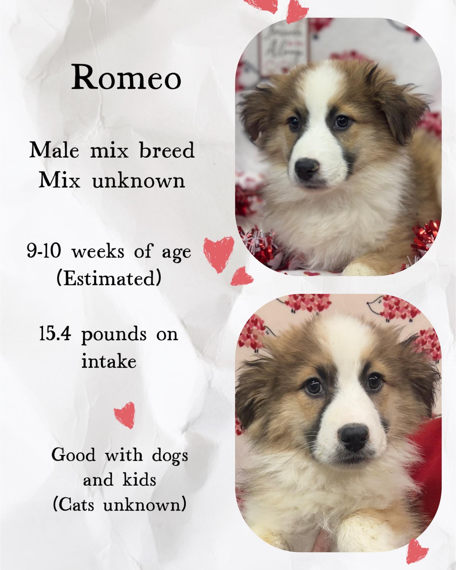 Dog for adoption - Romeo, a Mixed Breed in Manchester, CT | Petfinder