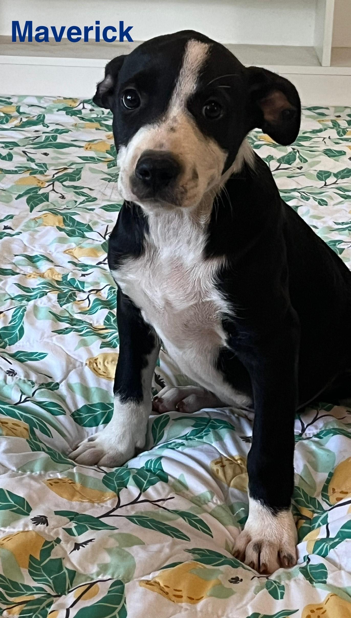 Dog for adoption - maverick, a Border Collie & Corgi Mix in Bloomington ...