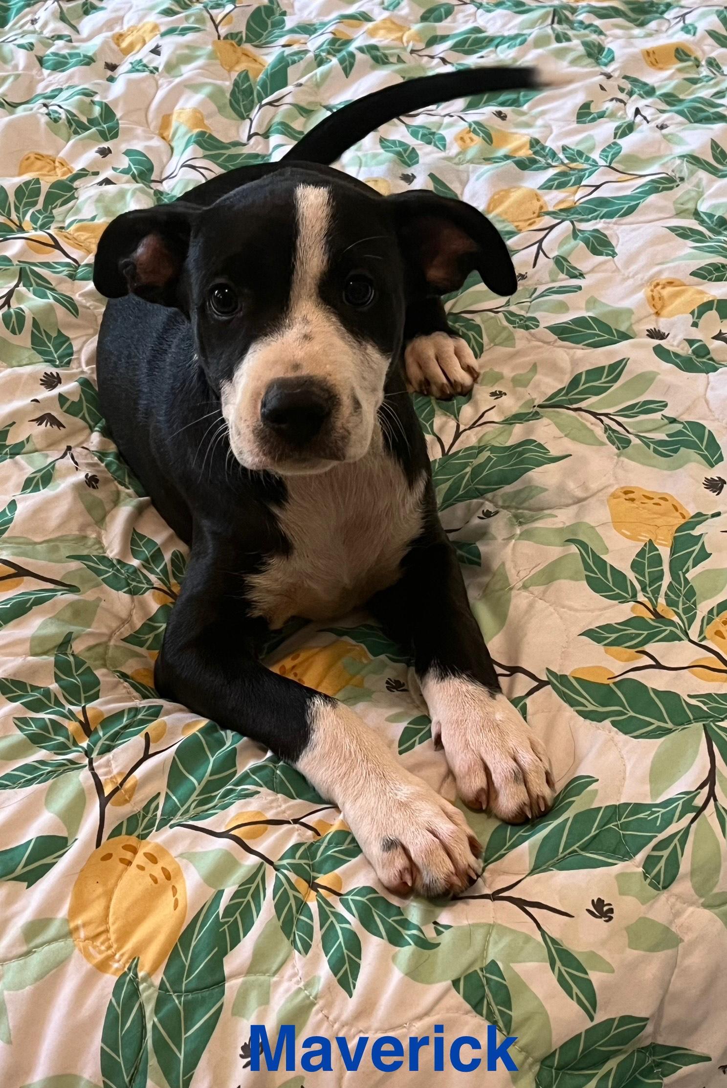 Dog for adoption - maverick, a Border Collie & Corgi Mix in Bloomington, IL | Petfinder